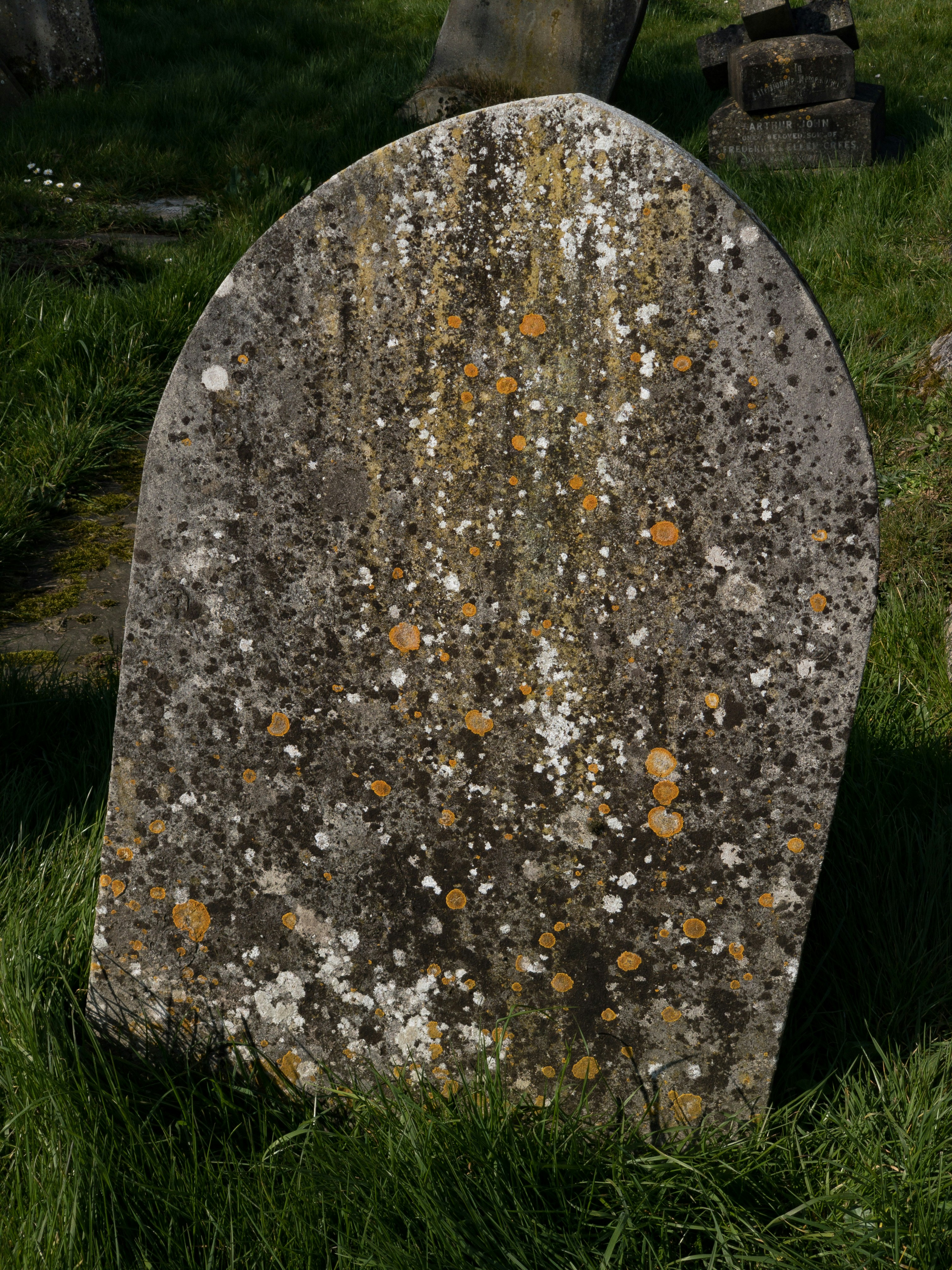 A weathered gravestone adorned with vibrant lichen and moss, set against a backdrop of lush grass. The textures and colors tell a story of time and nature's reclaiming touch.