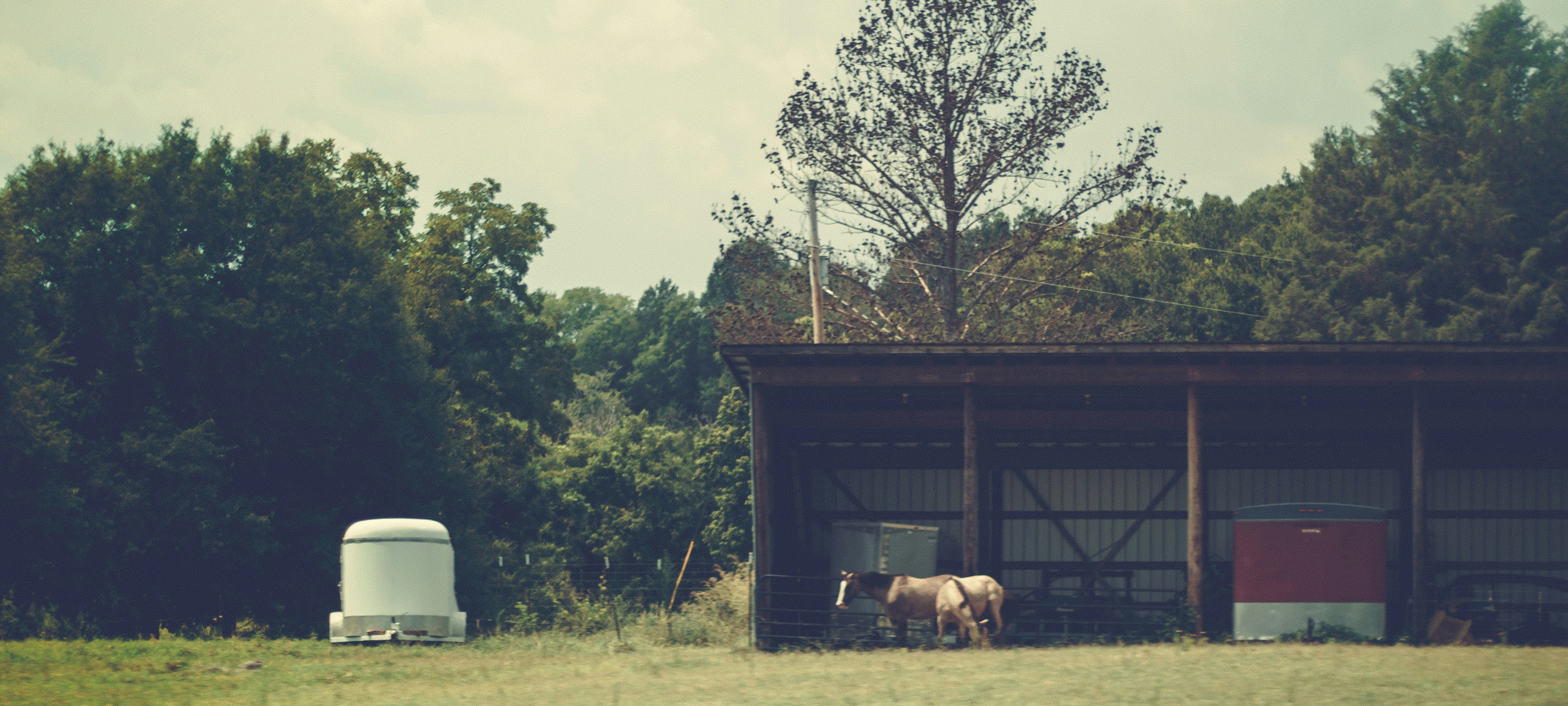 Lone Horse by the Shelter: Soft Morning Light Over a Rural Field
