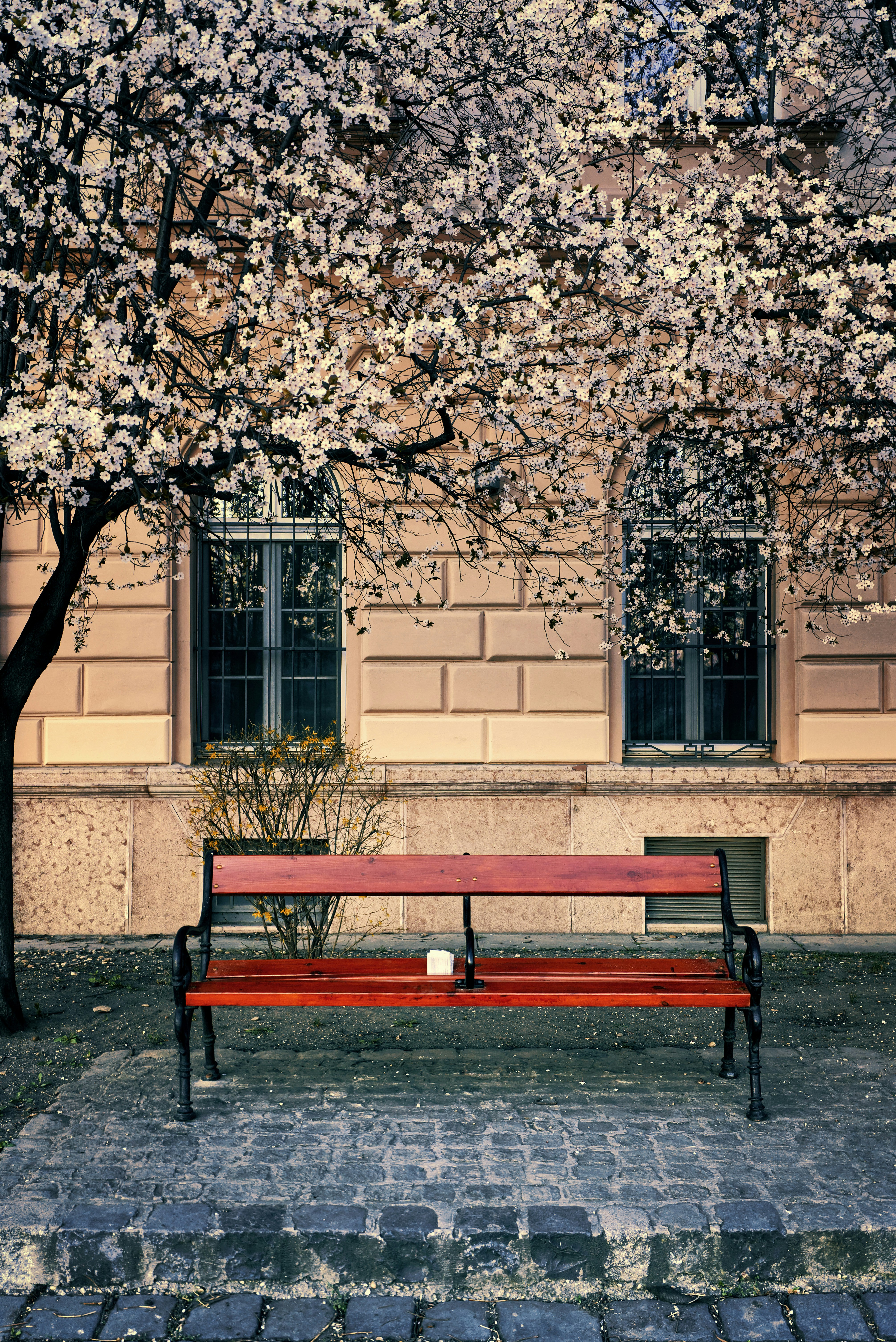 A rustic wooden bench sits quietly beneath a flowering tree, framed by a historic building, inviting moments of reflection.