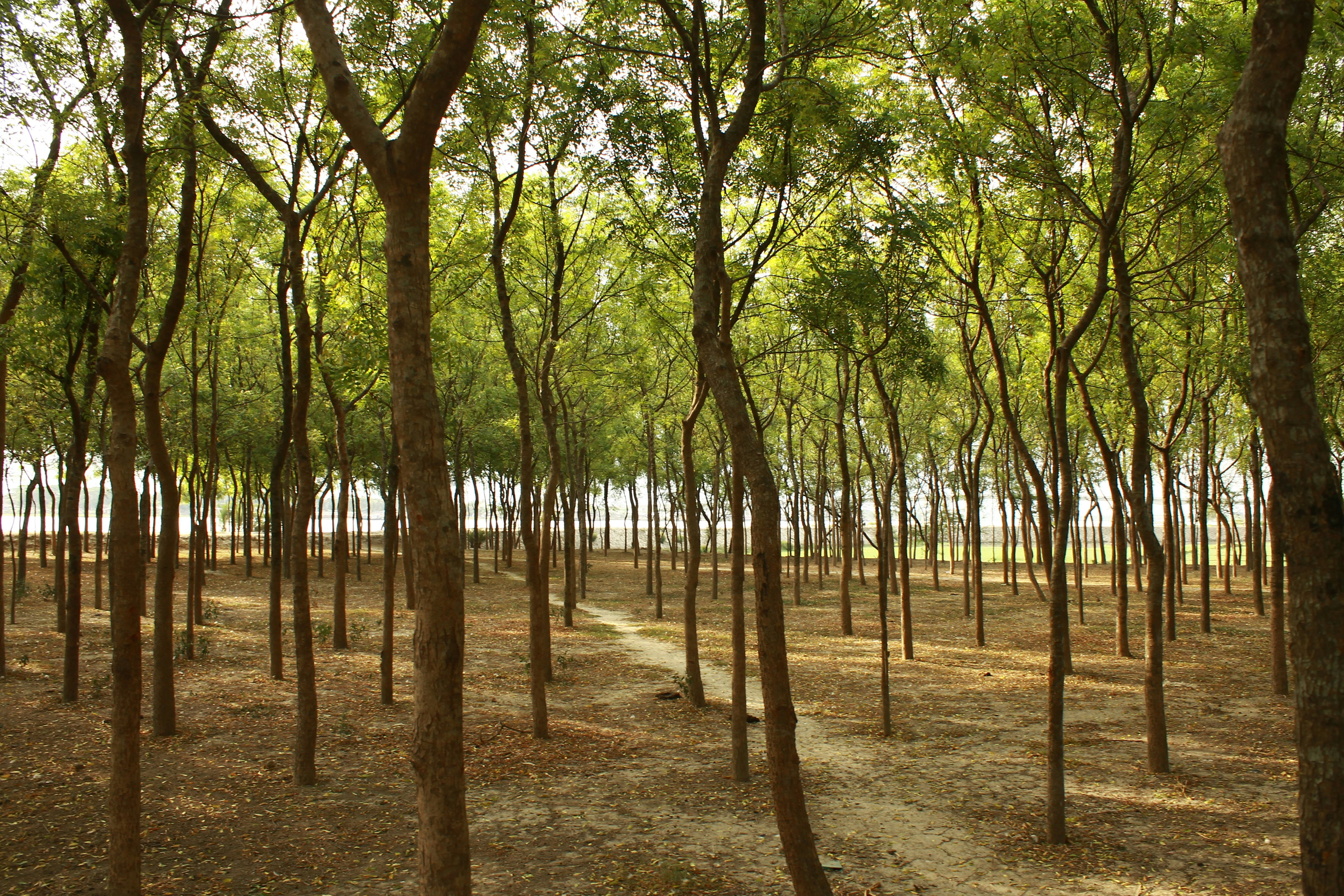 Dirt path winding through a dense forest of slender trees with lush green foliage.