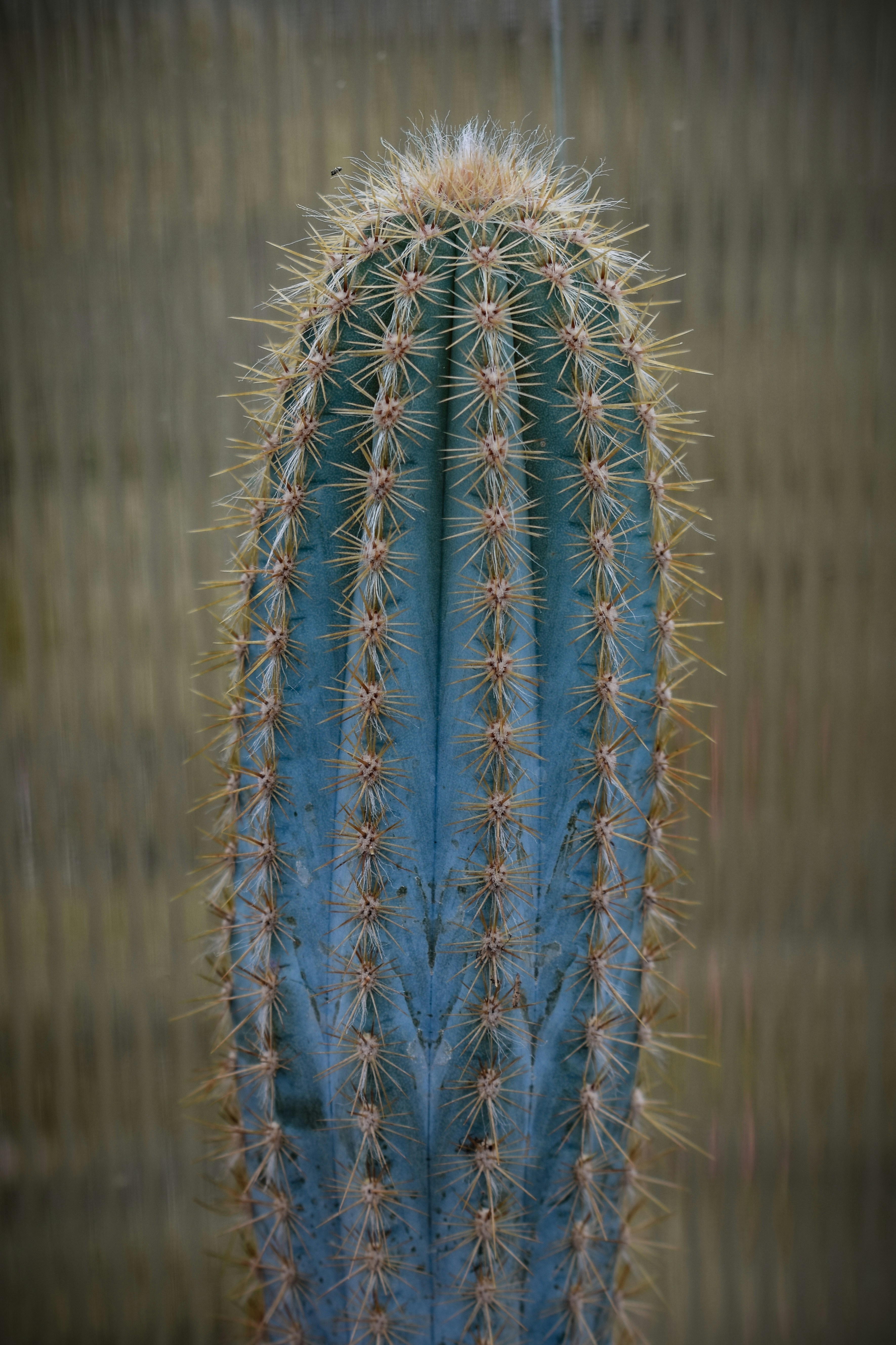 Pilosocereus pachycladus