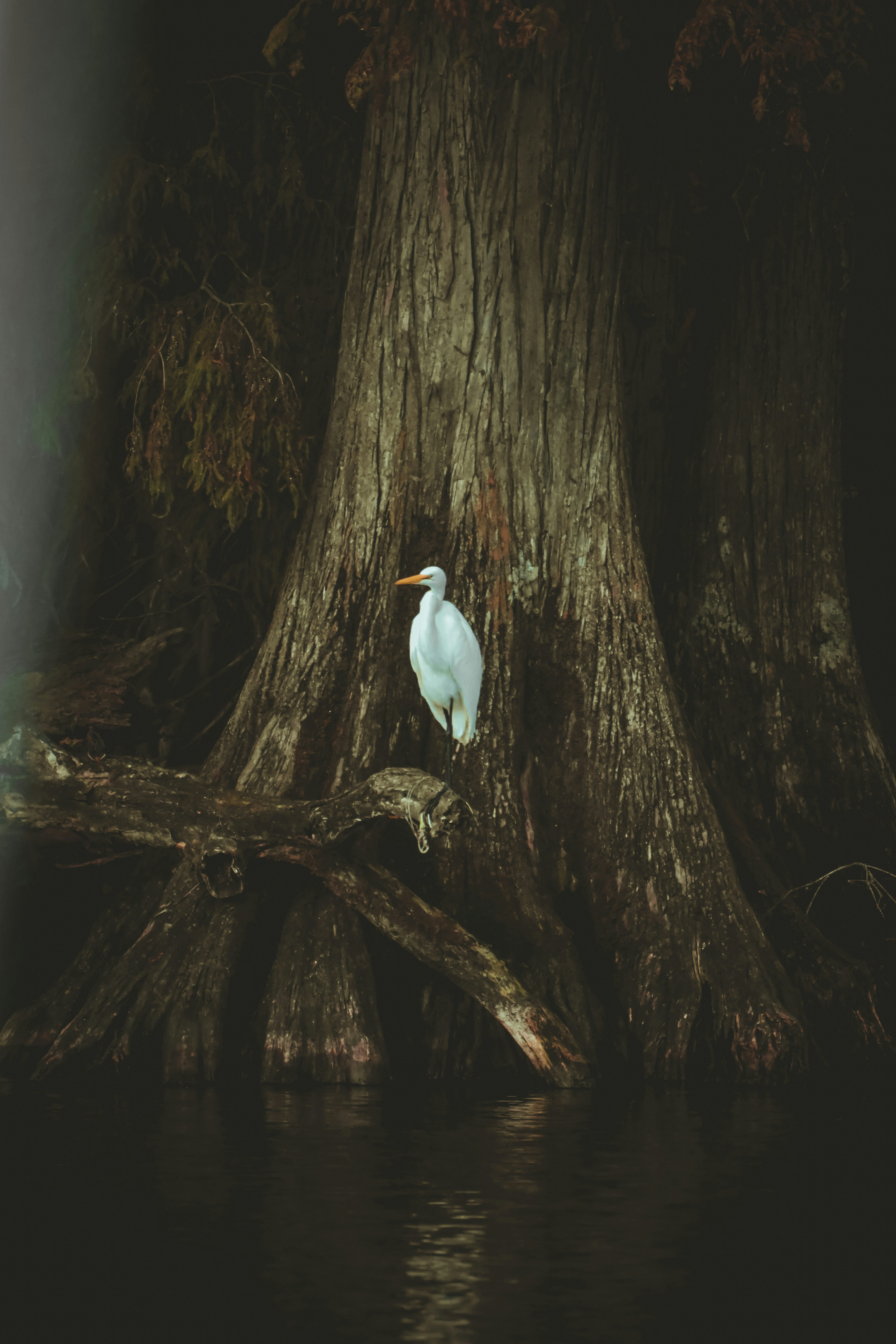 White Egret on a Weathered Root in a Shadowed Swamp