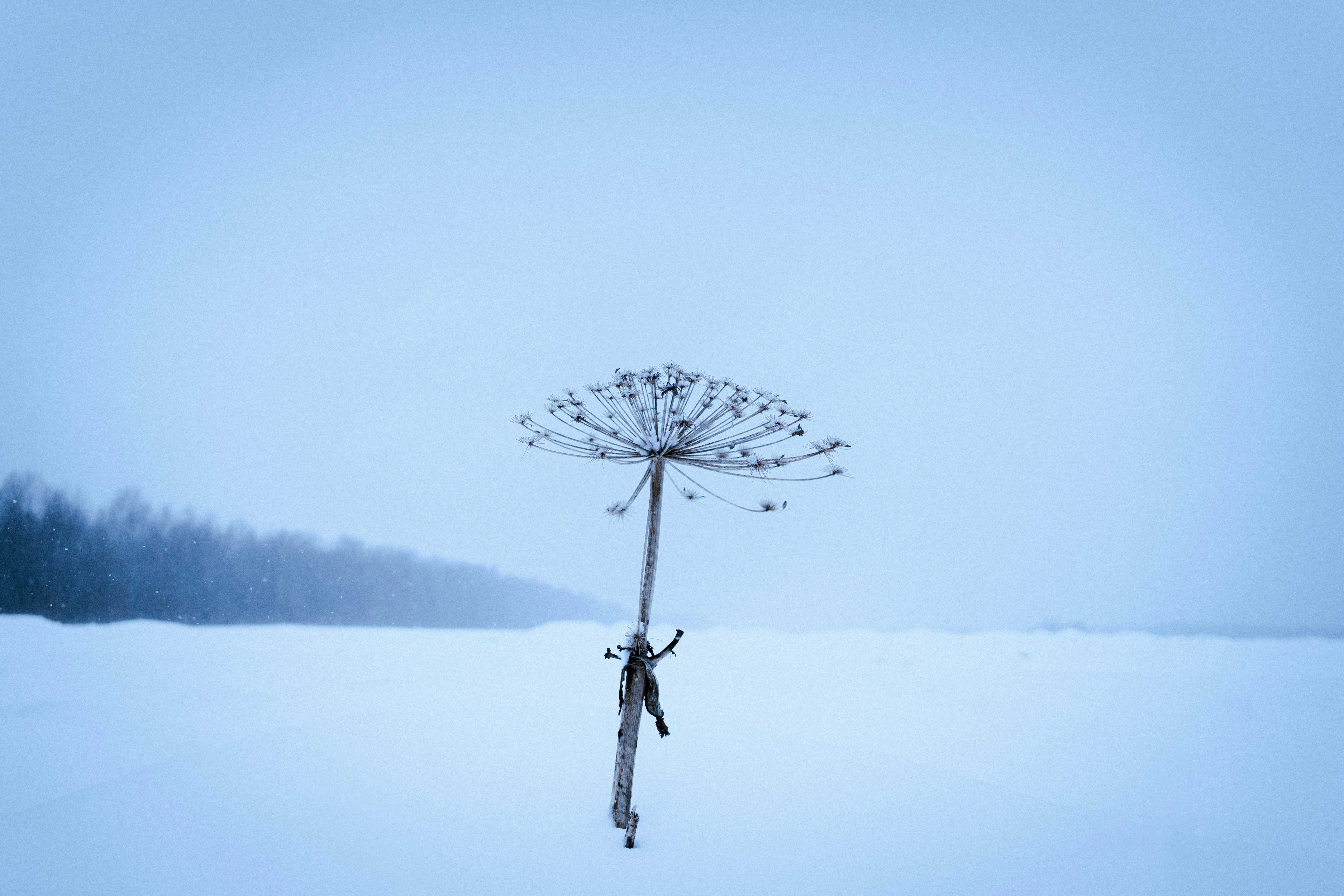 A dandelion in the middle of a snowy field photo – Free Flower Image on ...