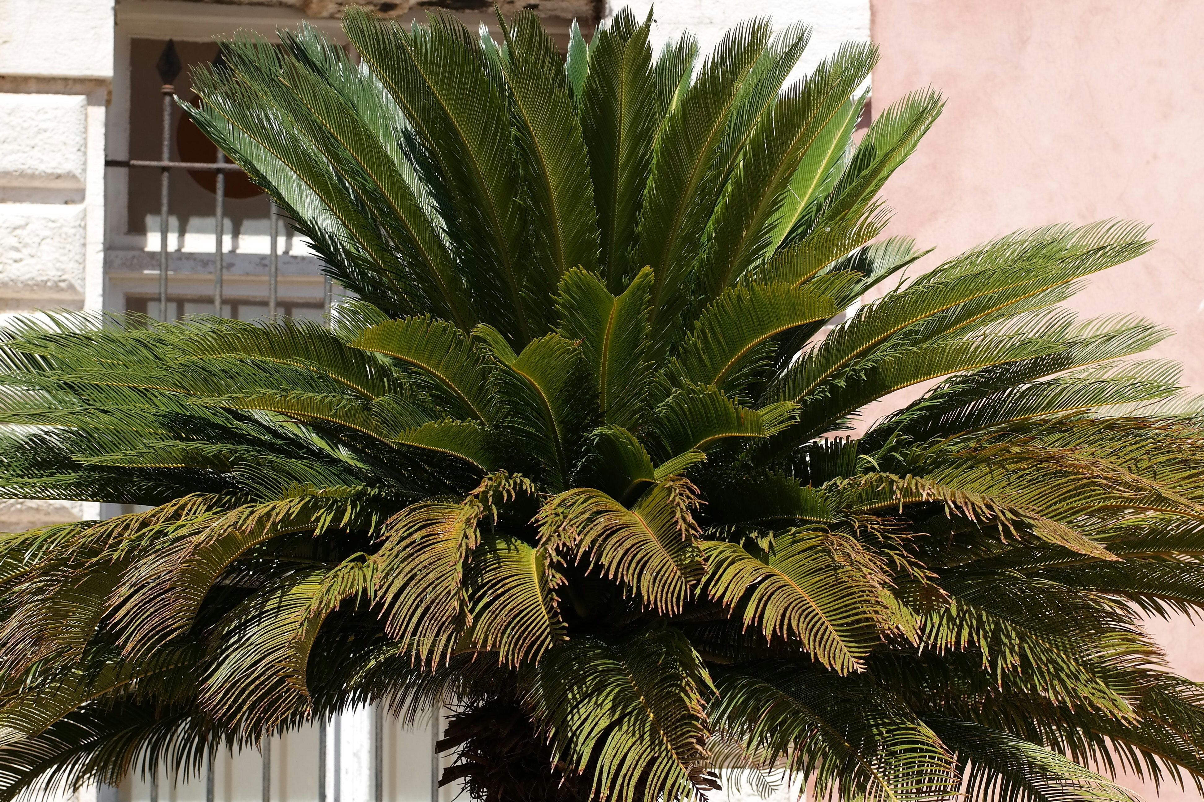 Lush cycad plant displaying vibrant green fronds against a textured wall. The intricate leaf patterns highlight the plant's unique structure.