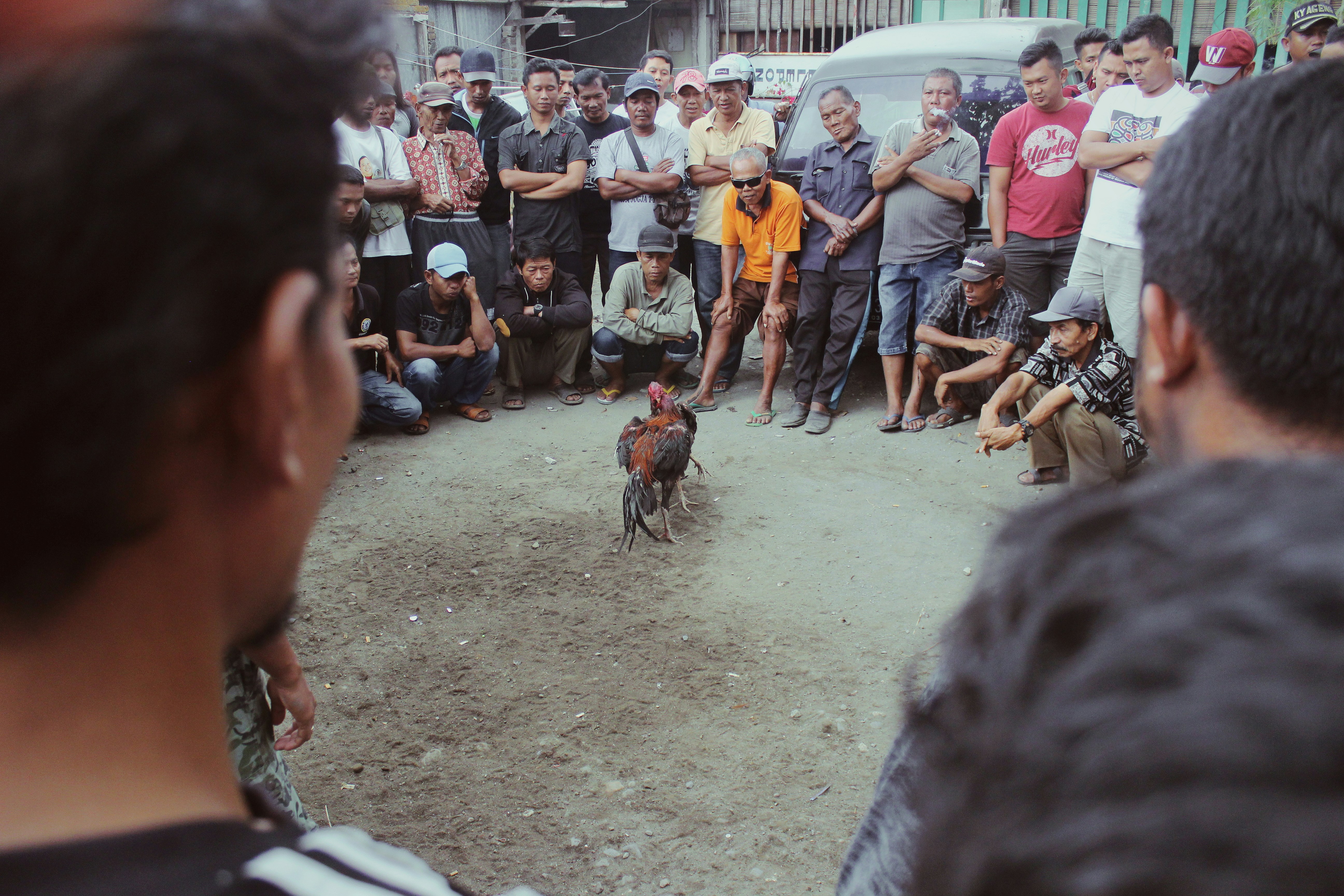 Dusty Circle: Rooster Fight Amid Curious Onlookers