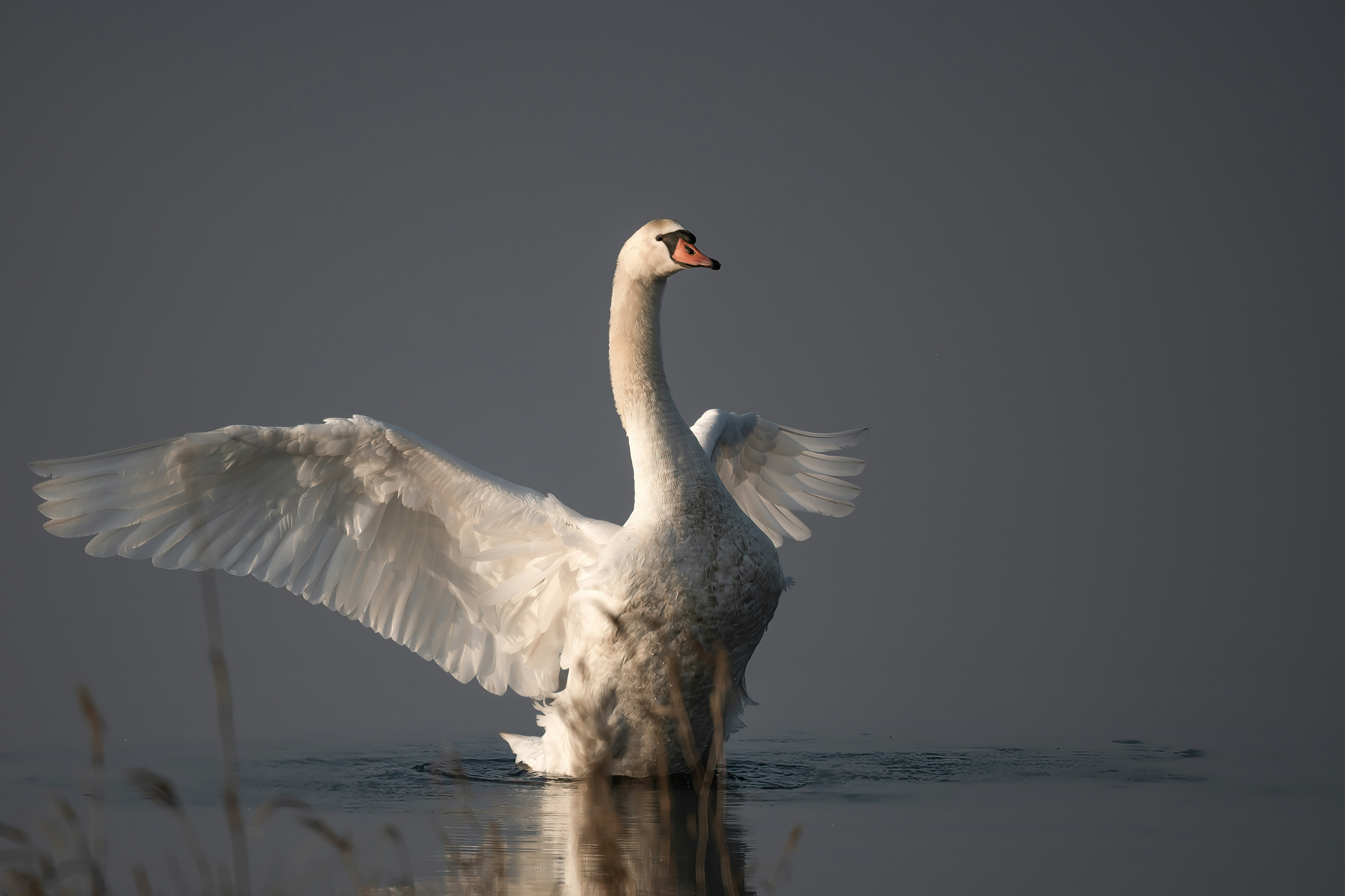 10 Largest Birds That Soar Over the U.S. - Animals Around The Globe