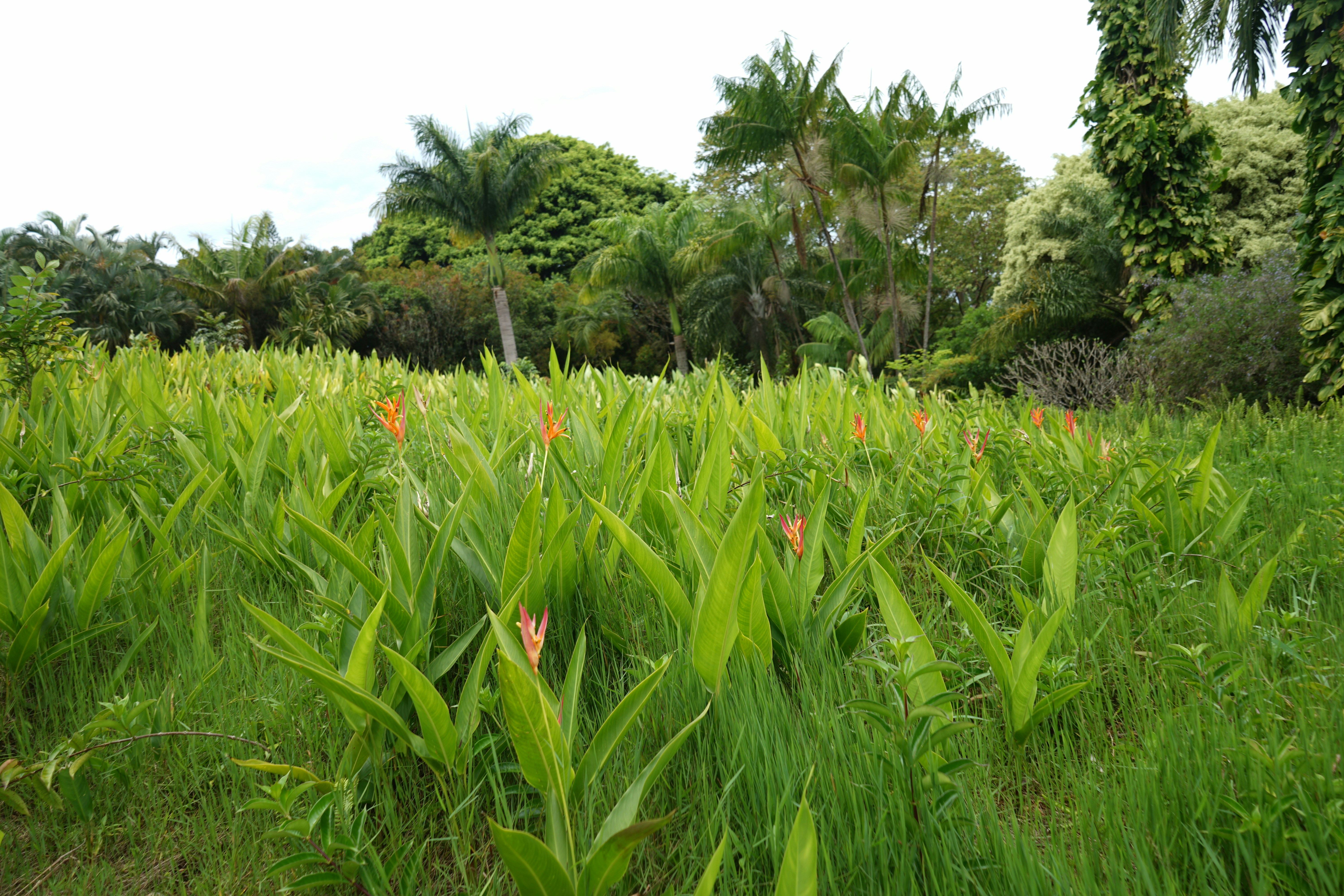 Vibrant green foliage interspersed with orange flowers in a lush tropical landscape. The scene conveys a sense of tranquility and natural beauty.