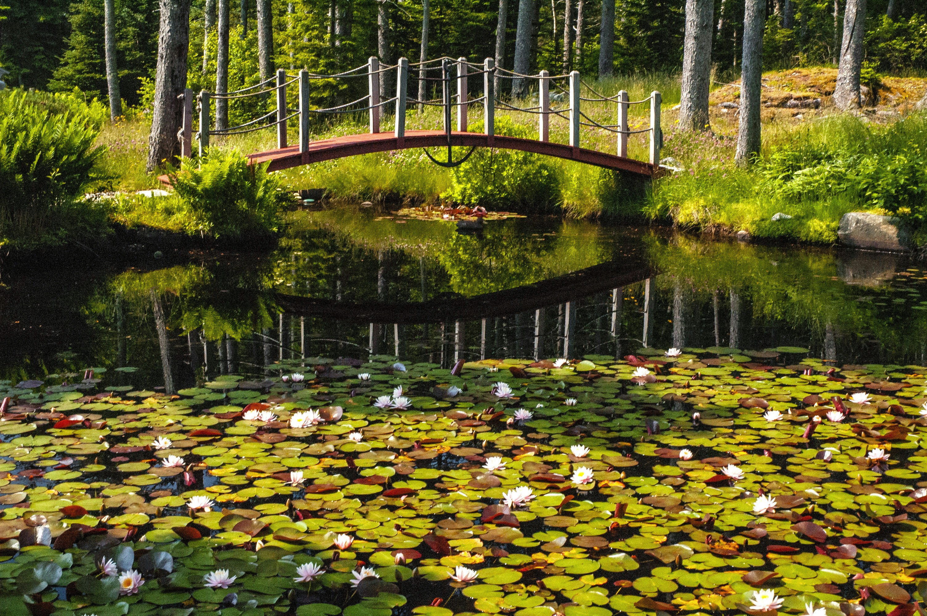 A bridge over a pond filled with lily pads photo – Free Flower Image on ...