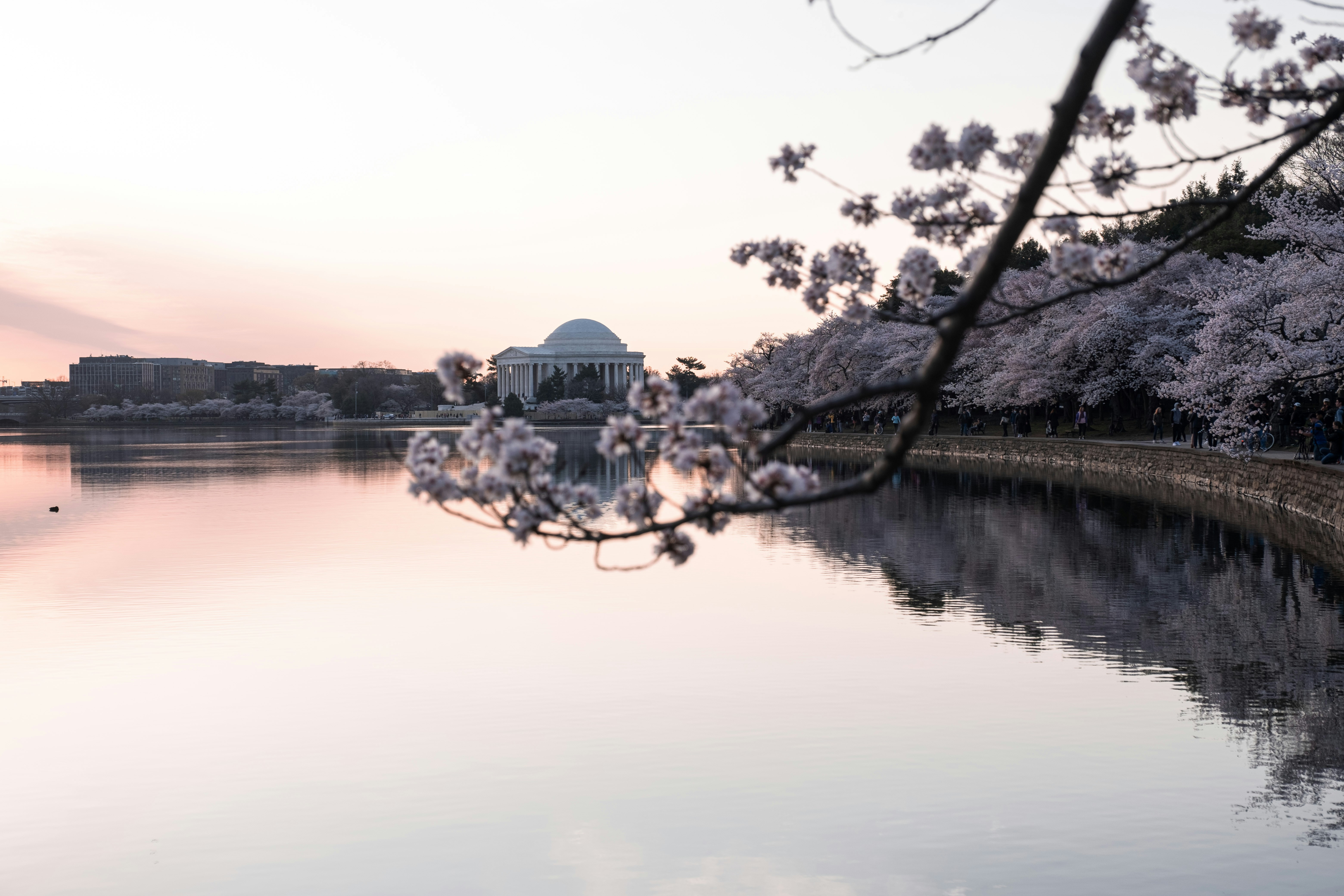 Silent Lake Vista framed by cherry blossoms under a calm dusk