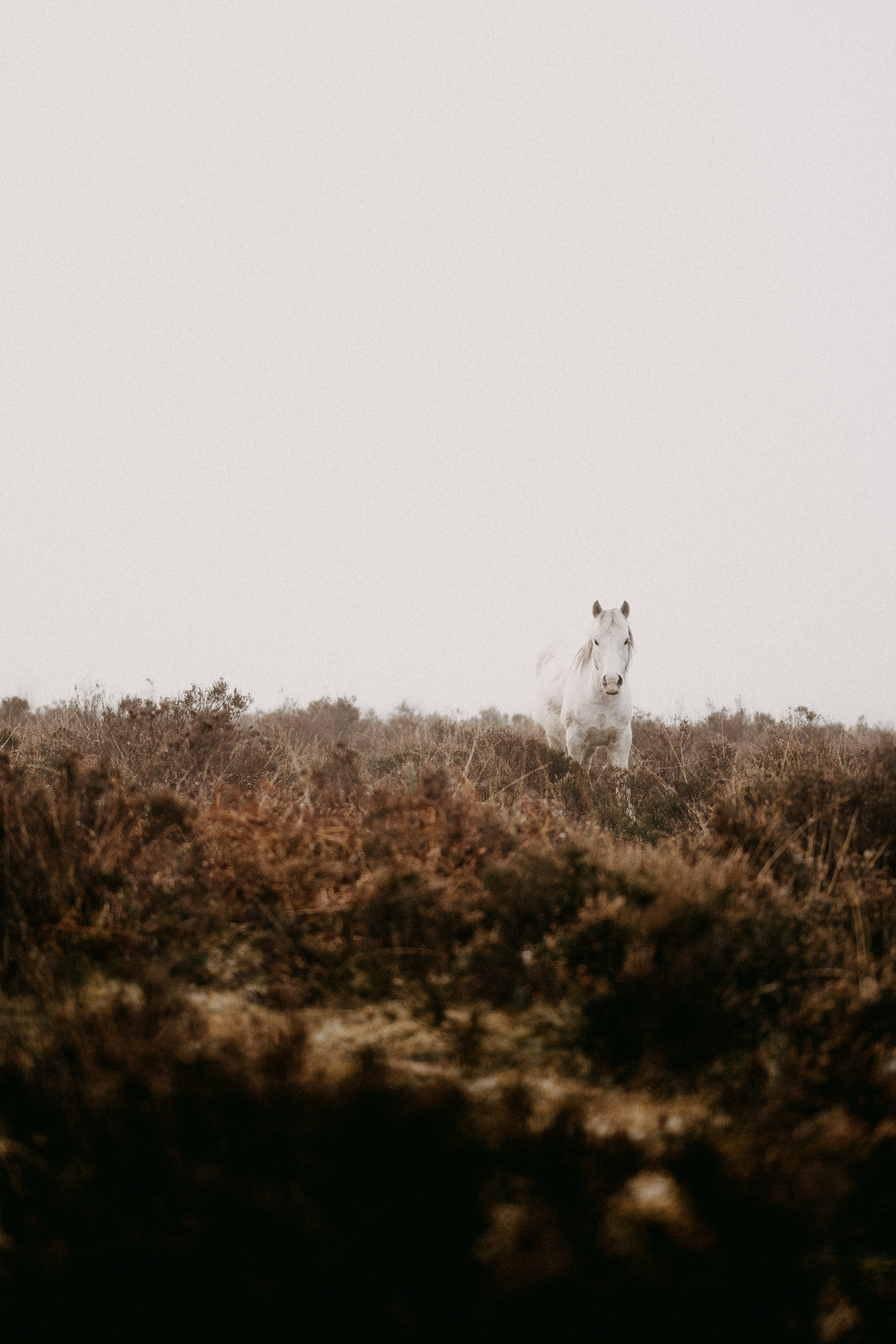 Photo by Annie Spratt with Nikon Z7