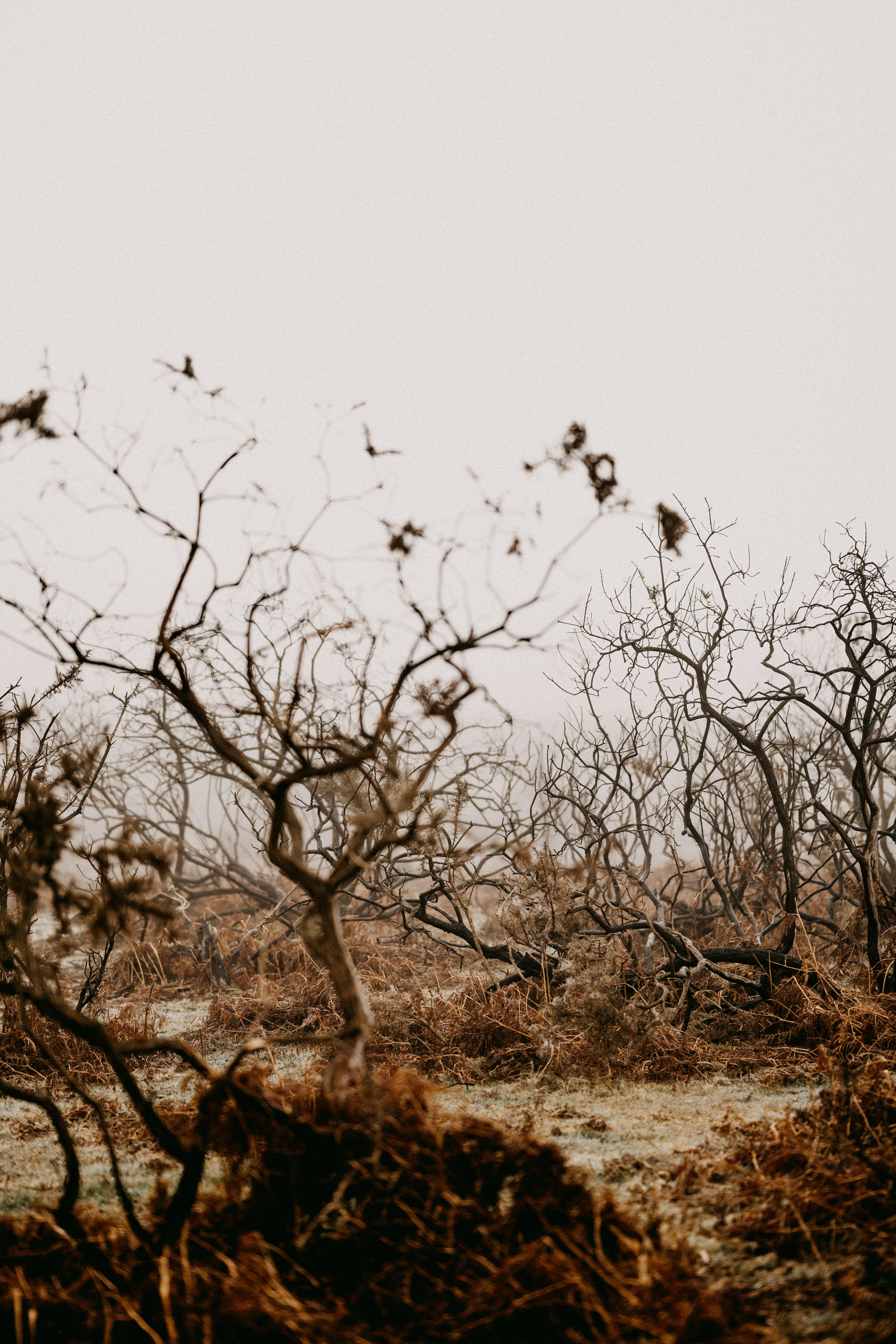 A group of birds sitting on top of a dry grass field photo – Free ...
