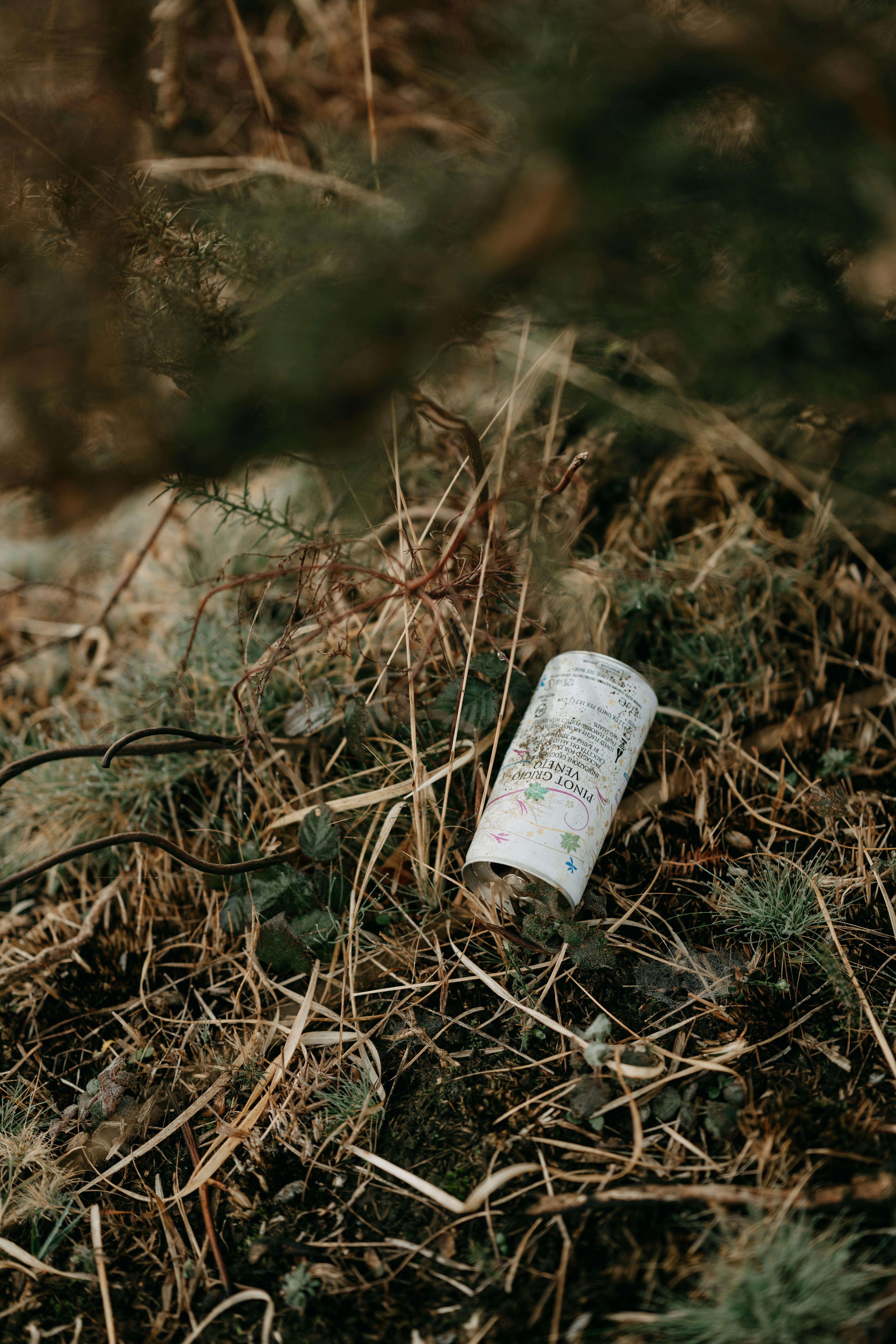 Whisper of Litter: A Weathered Can Reclaimed by Dry Grass