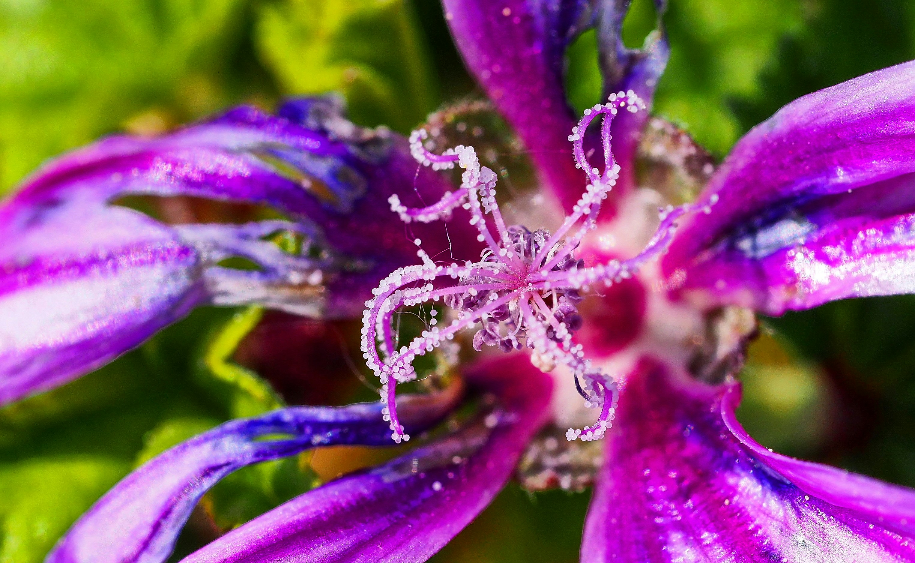 Frosted Stamen in a Velvet Purple Bloom