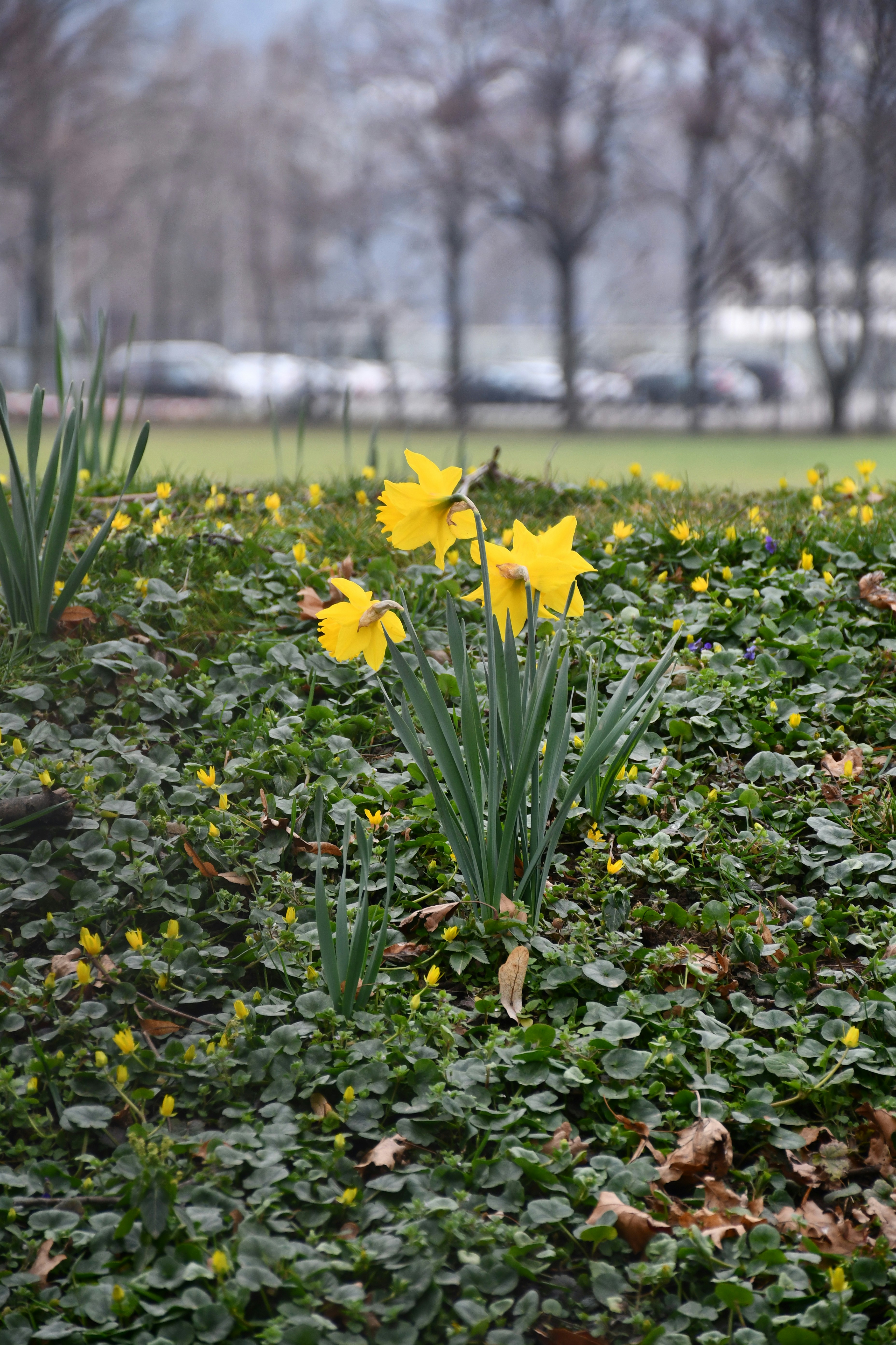 a field of yellow flowers in the middle of a park
