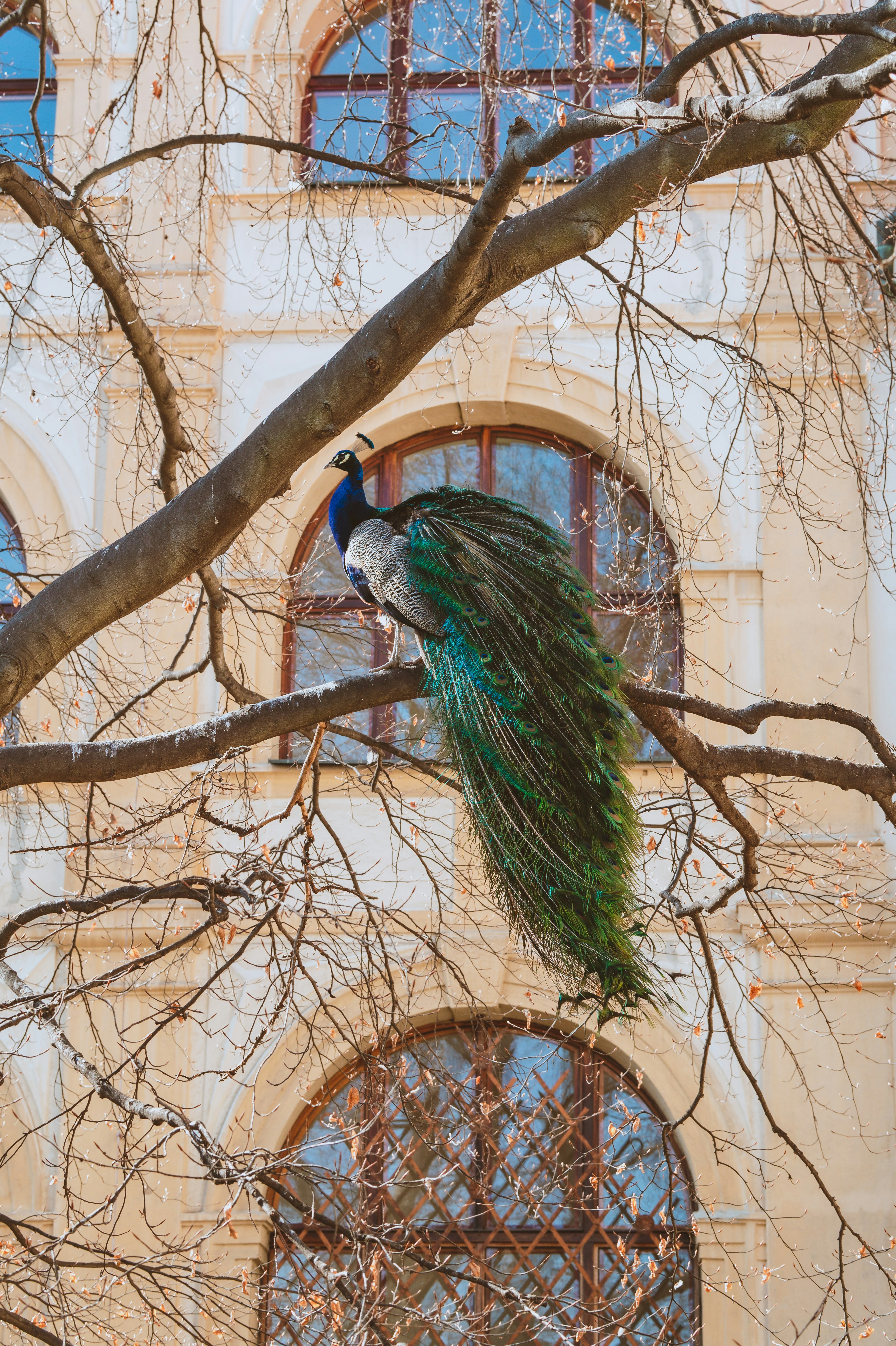 Peacock Perched on Bare Branches Before a Sunlit Arched Facade