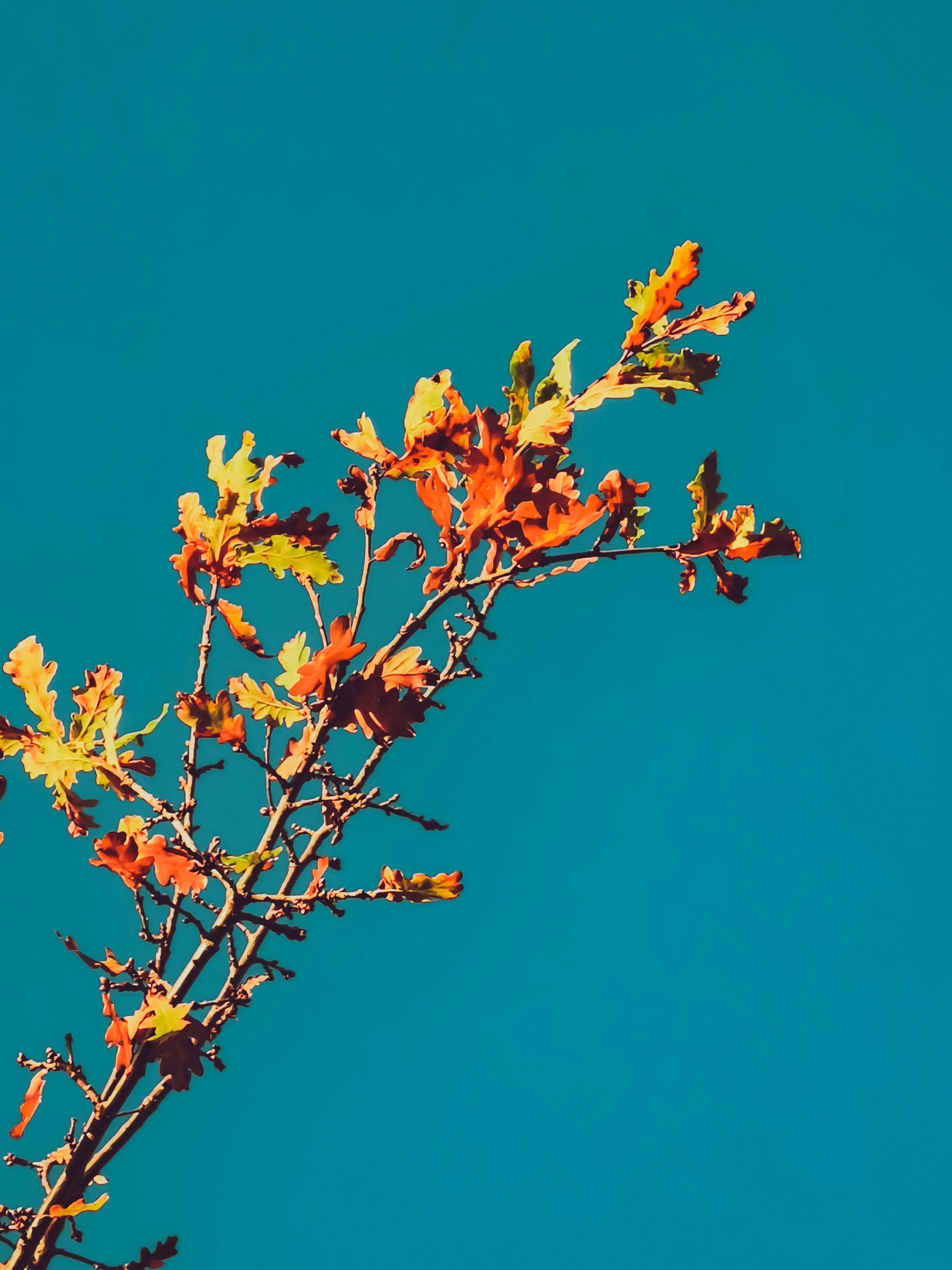Autumnal Branch Reaching toward a Clear Sky