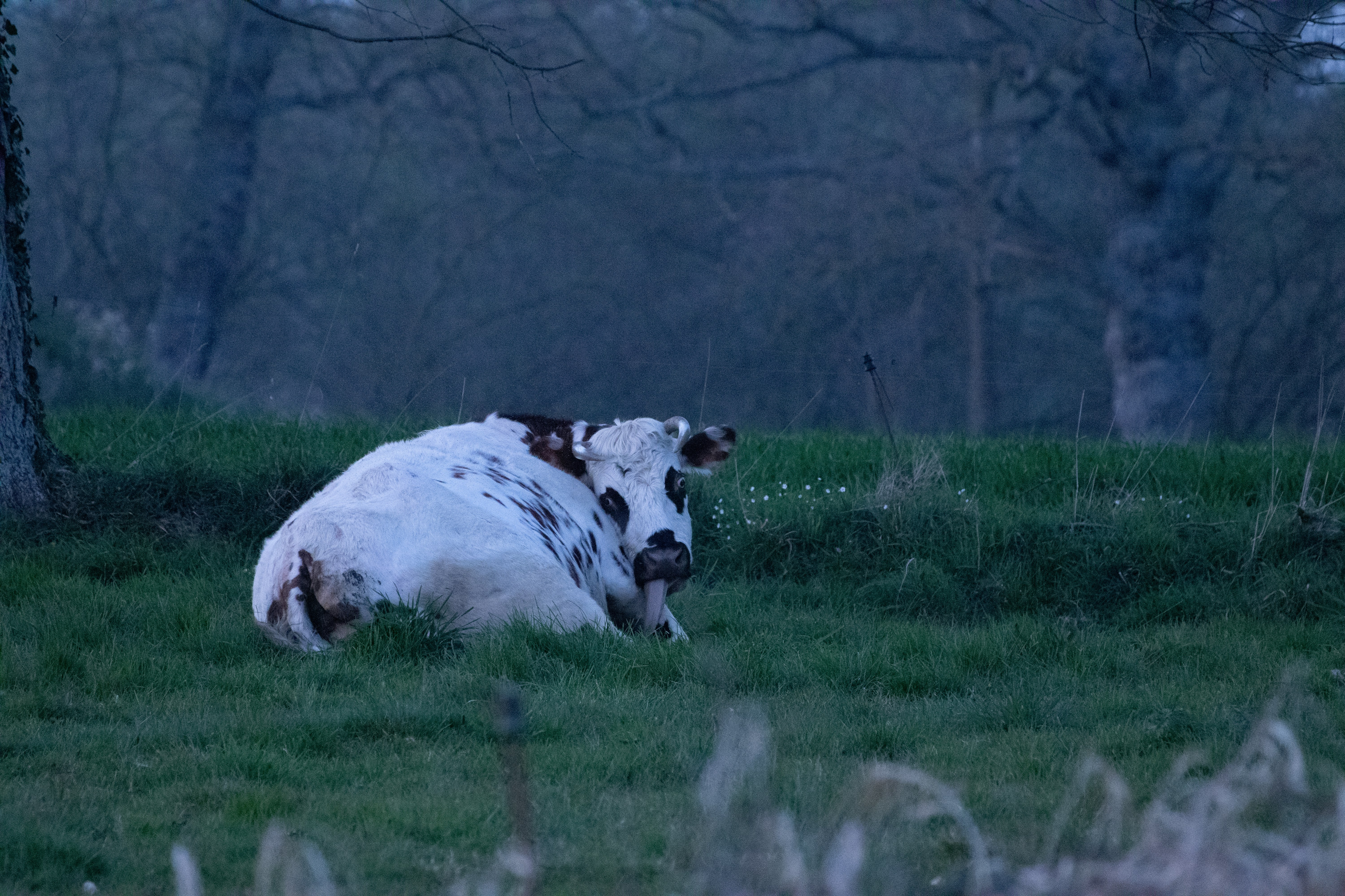 Low-Soaring Quiet: A Belled Cow Resting in Dusk Pasture