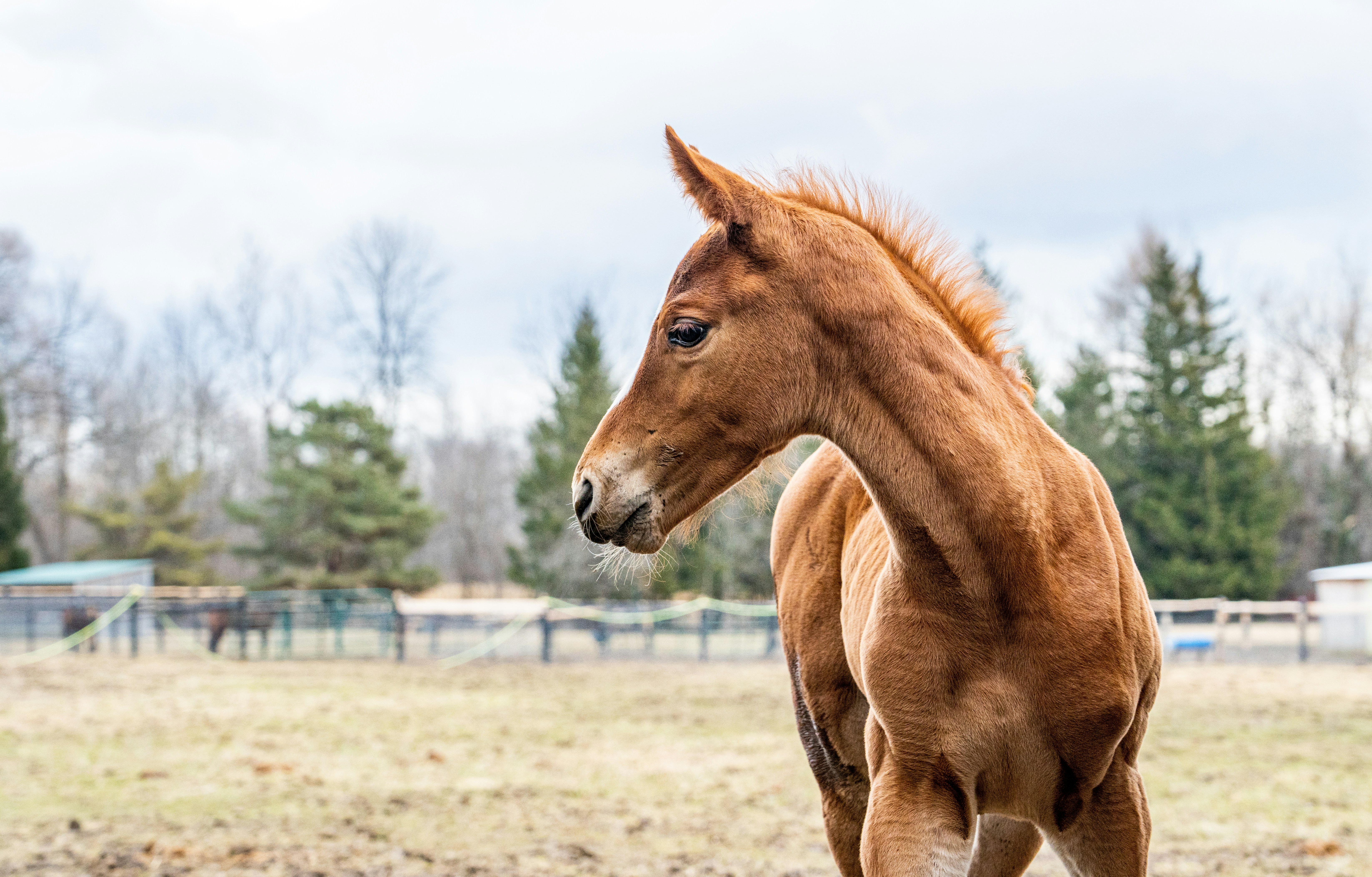 Colt Horse Pictures | Download Free Images on Unsplash