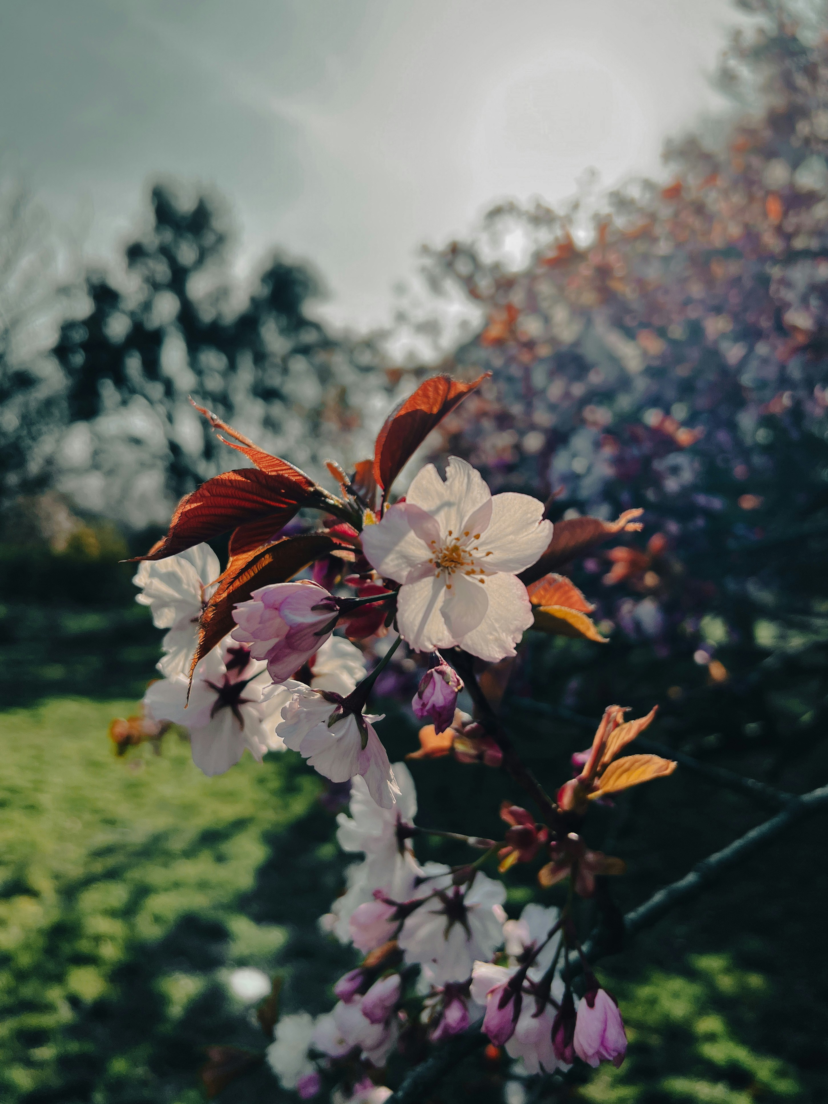 Tumblr Spring Pictures