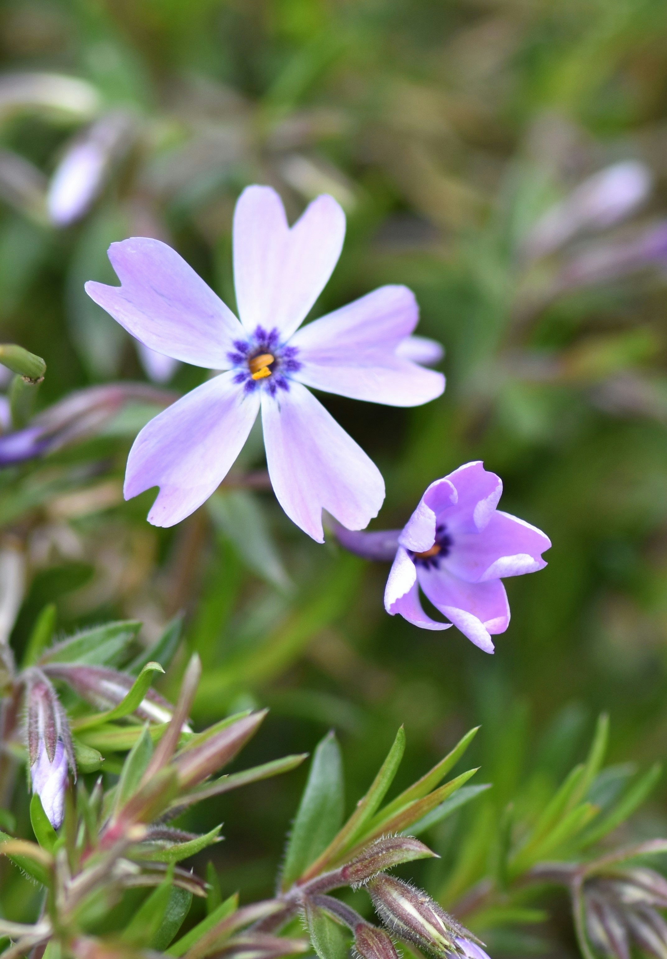 Two delicate purple flowers bloom amidst lush green foliage, showcasing nature's artistry and vibrant color contrast.