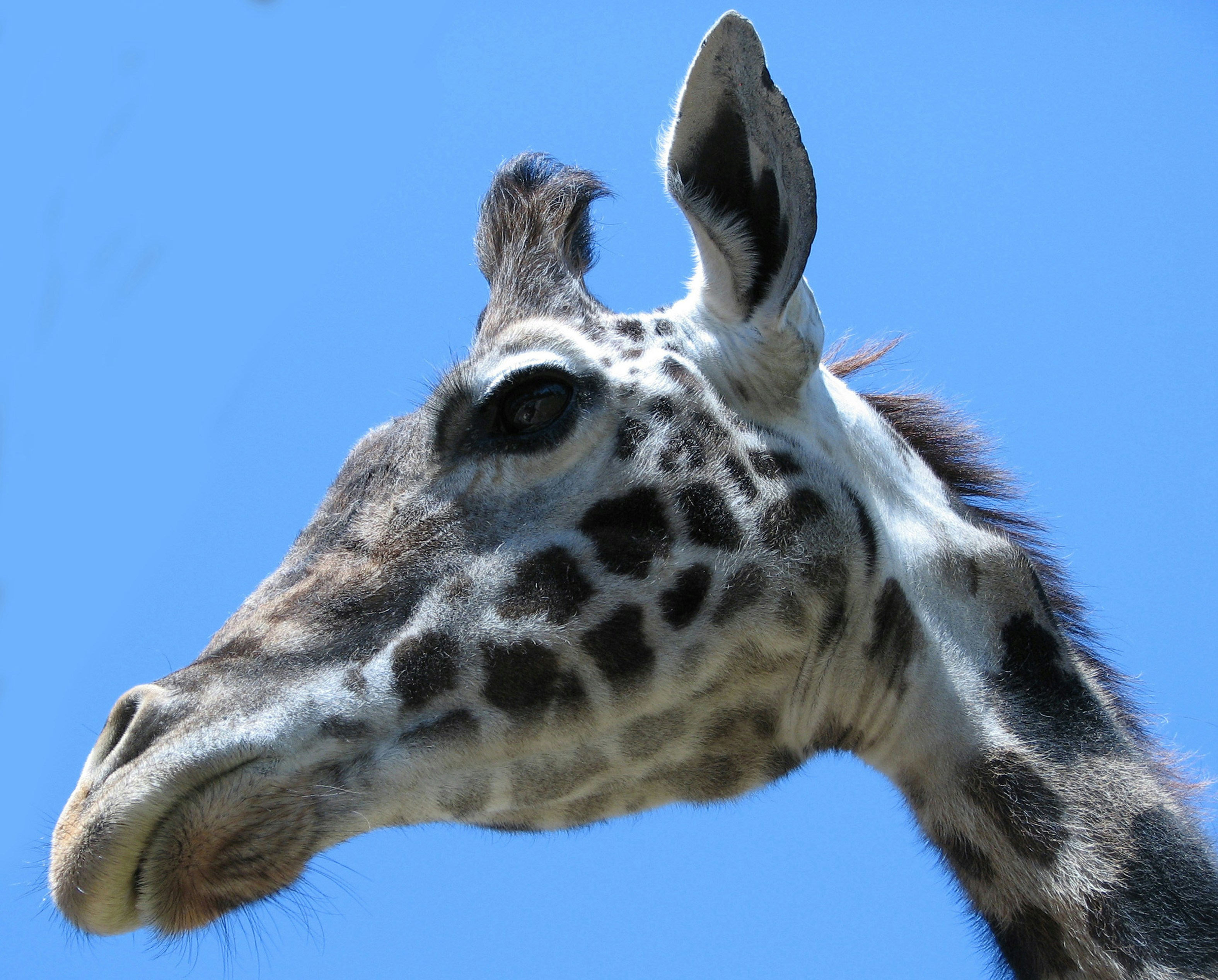 Close-up of a giraffe's head against a clear blue sky, showcasing its unique patterns and expressive eyes.