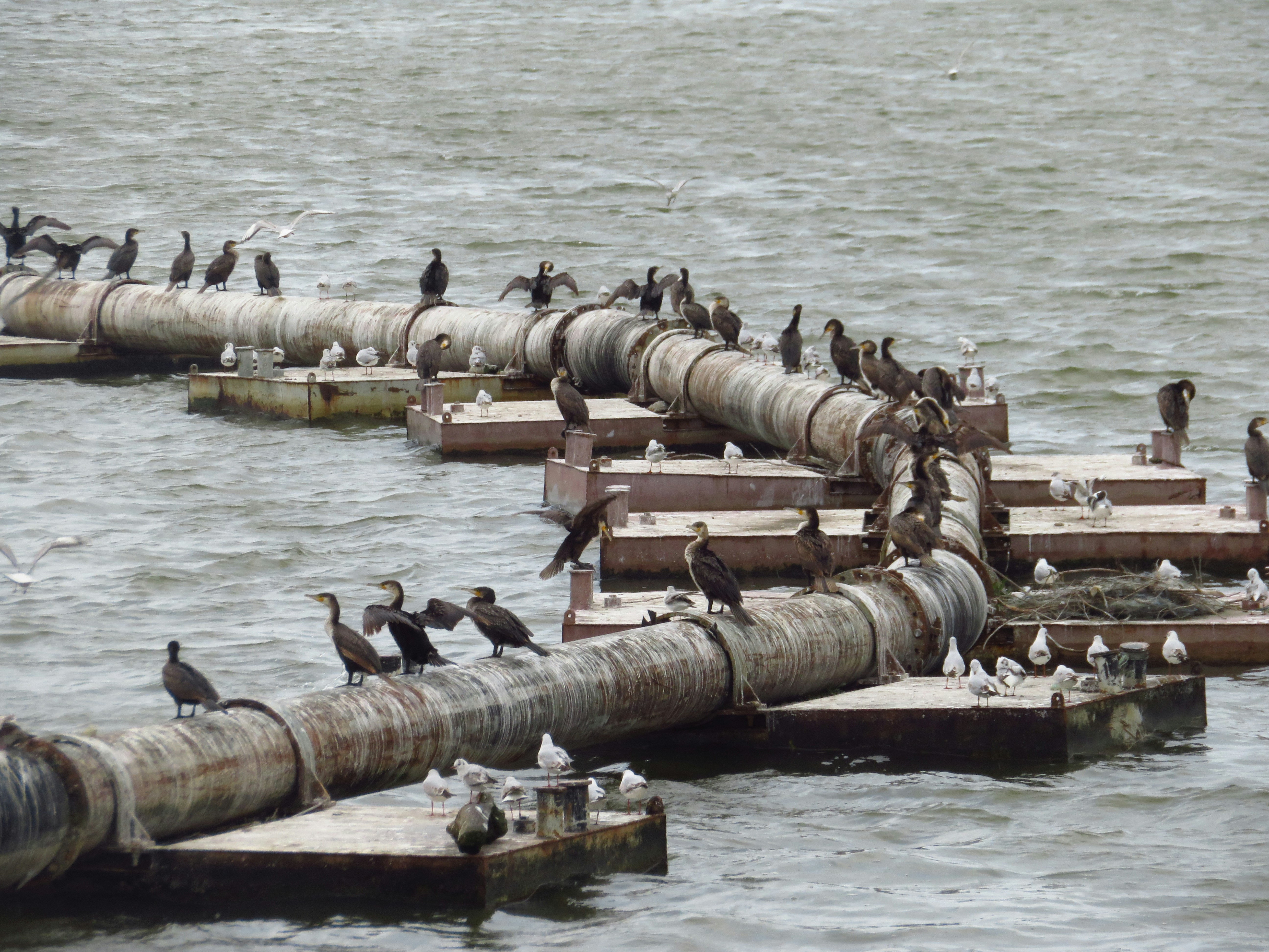A bunch of birds that are sitting on pipes in the water photo – Free ...