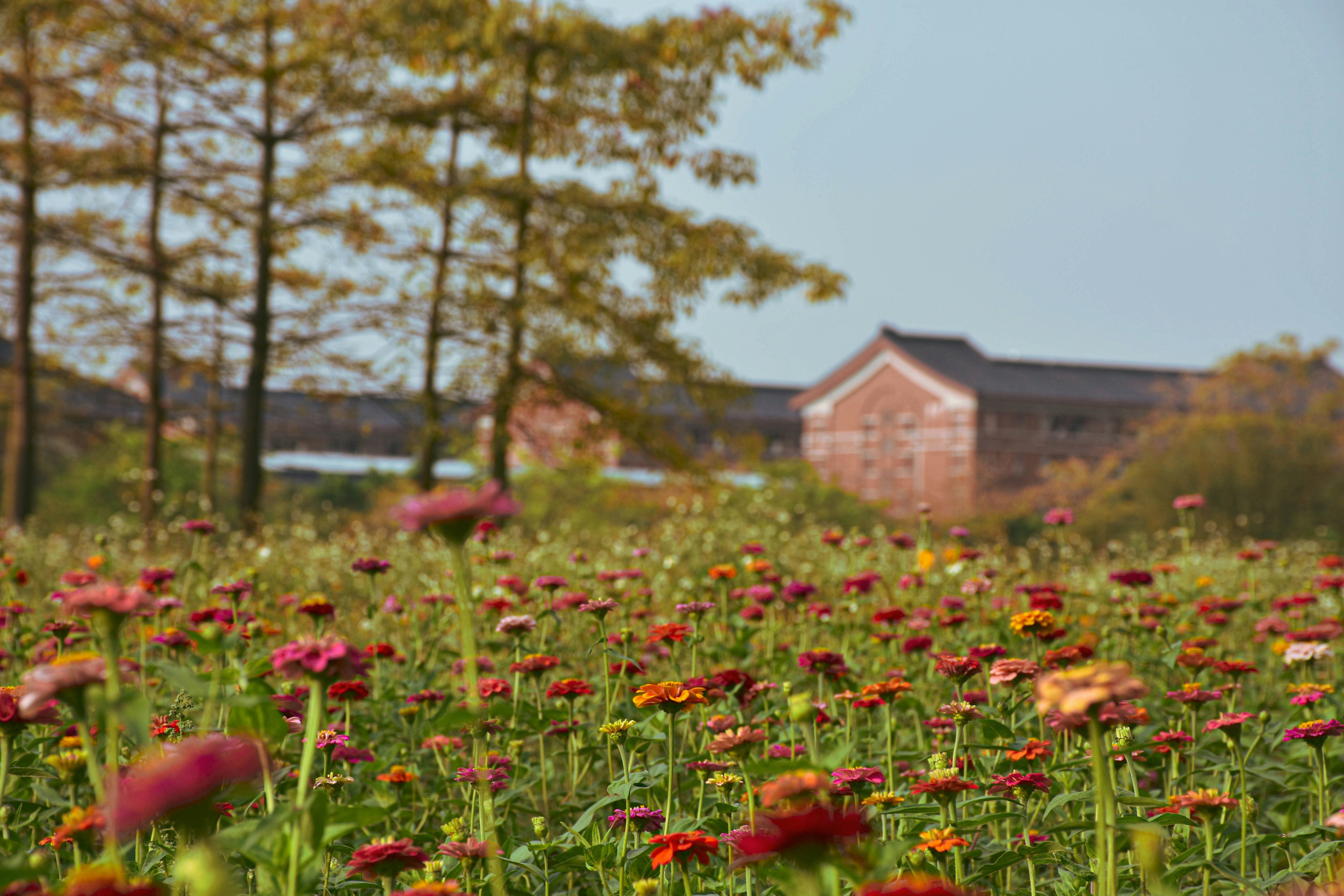 Whispers of a Floral Meadow
