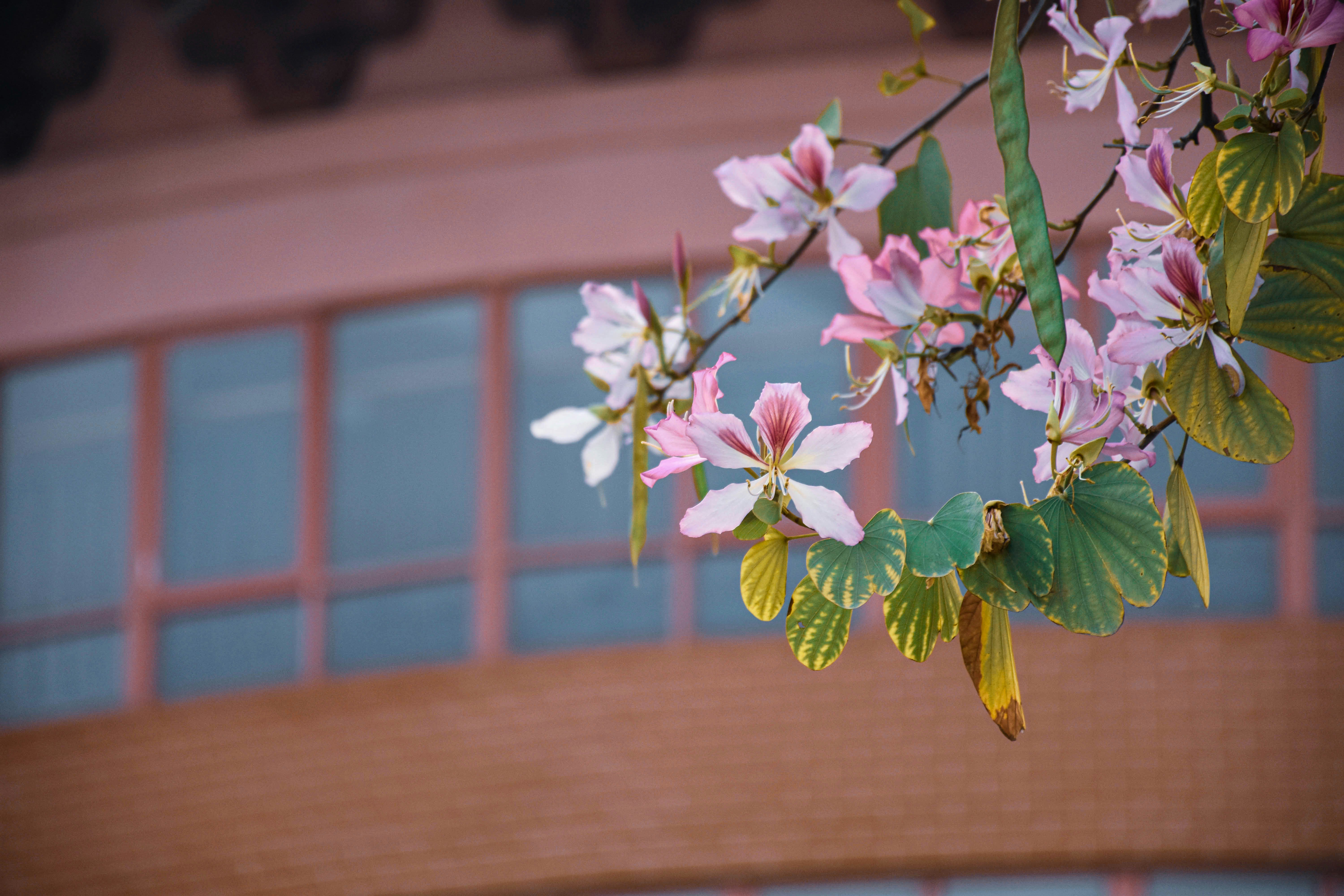 Blossoms in the Frame: Pink Flowers Crossing a Quiet Facade