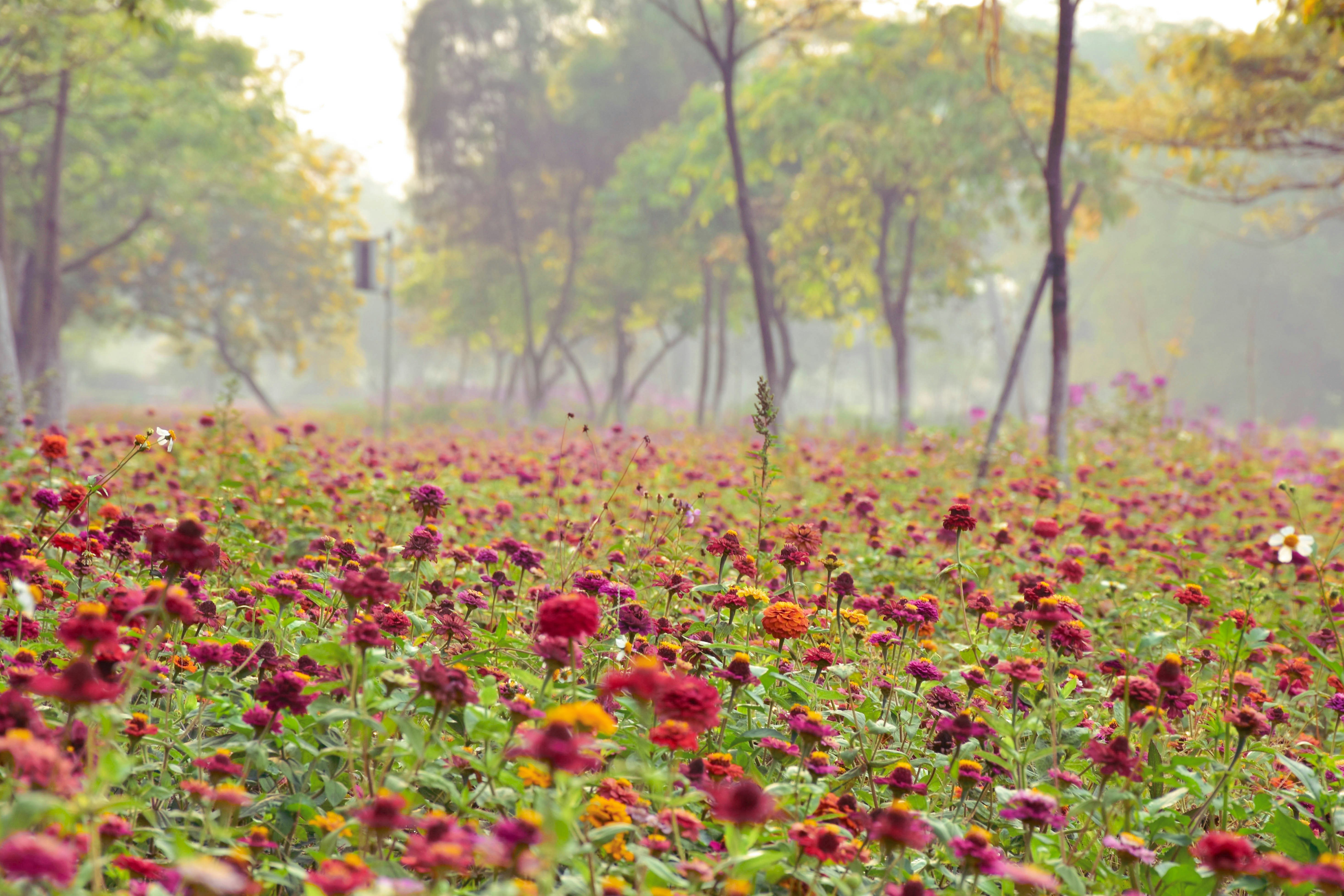 Dawn’s Velvet Bloom: A Quiet Zinnia Field Under Misty Trees