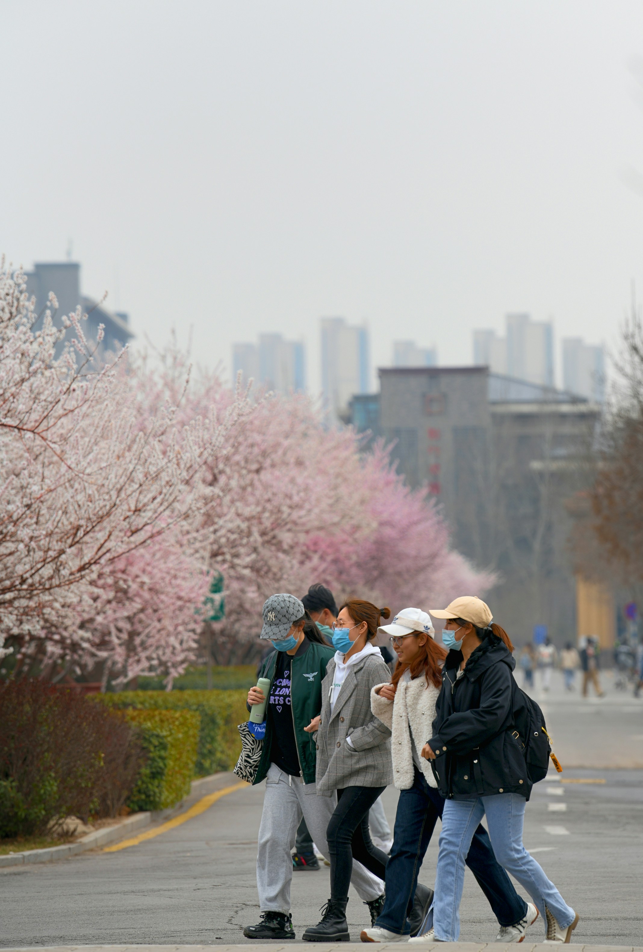 Group of friends walking along a path lined with blooming cherry trees, with a city skyline in the background.