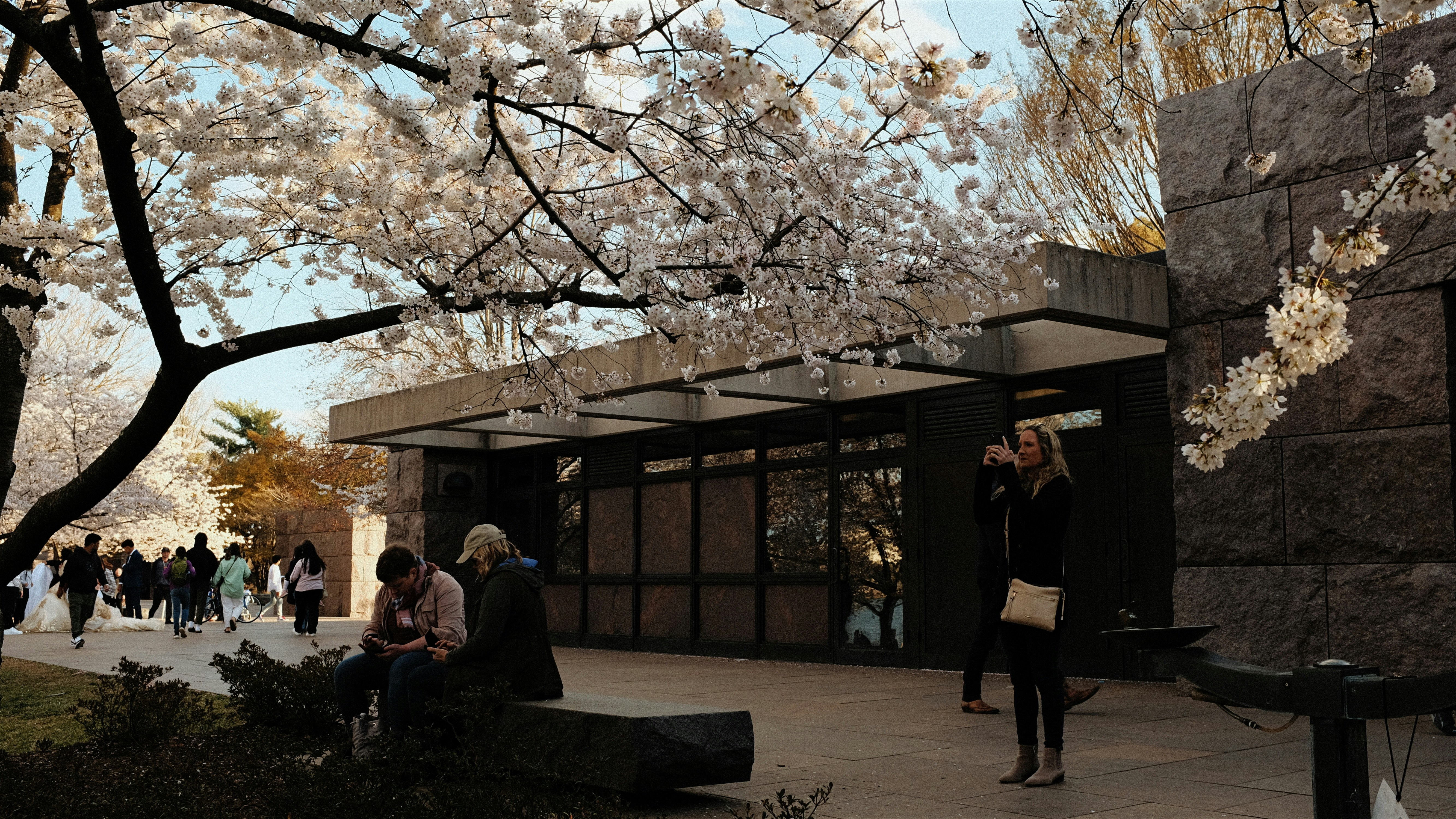 Cherry Blossoms Over a Quiet Campus Walkway