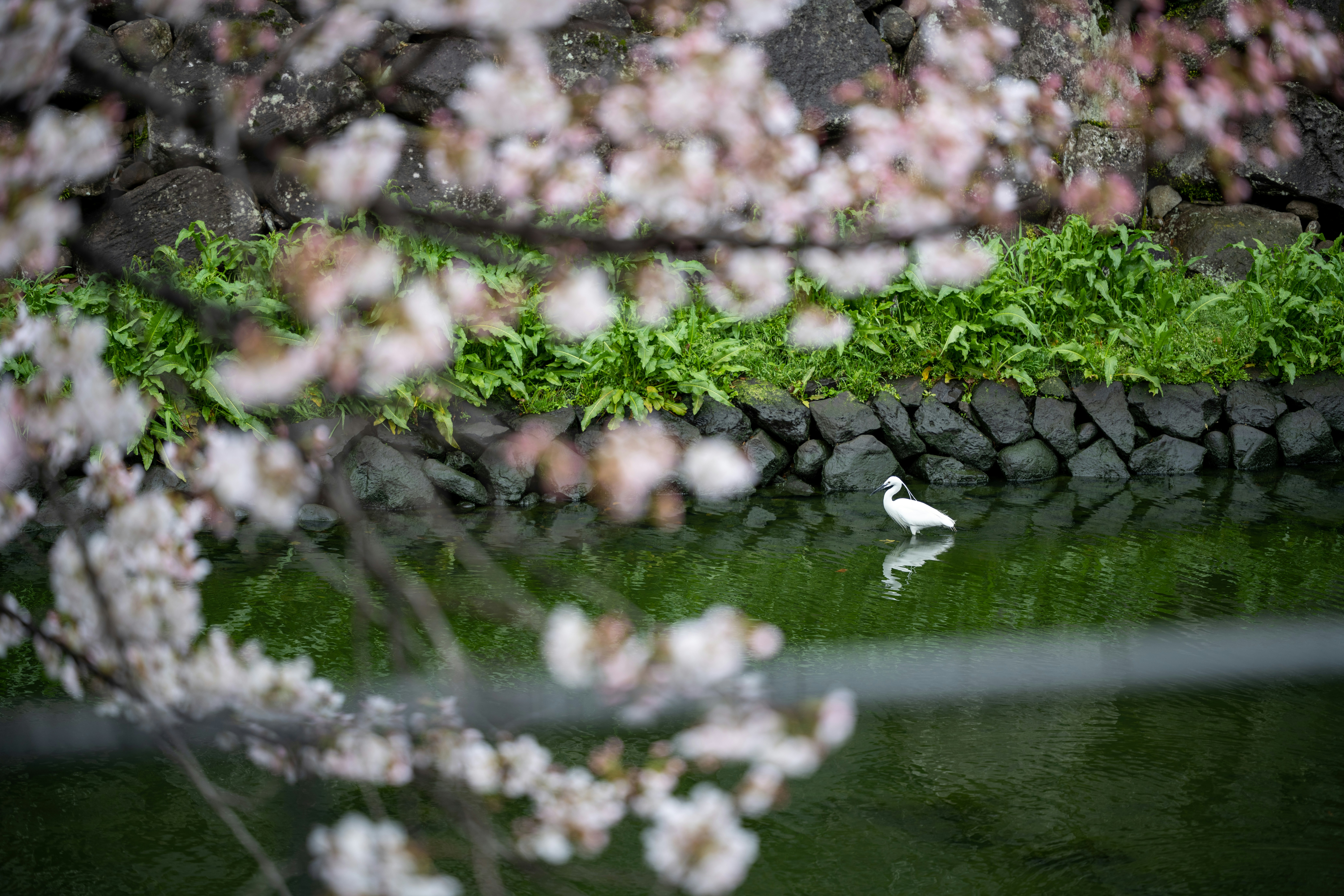 White Heron by the Pond: Cherry Blossom Framing and Stone Wall