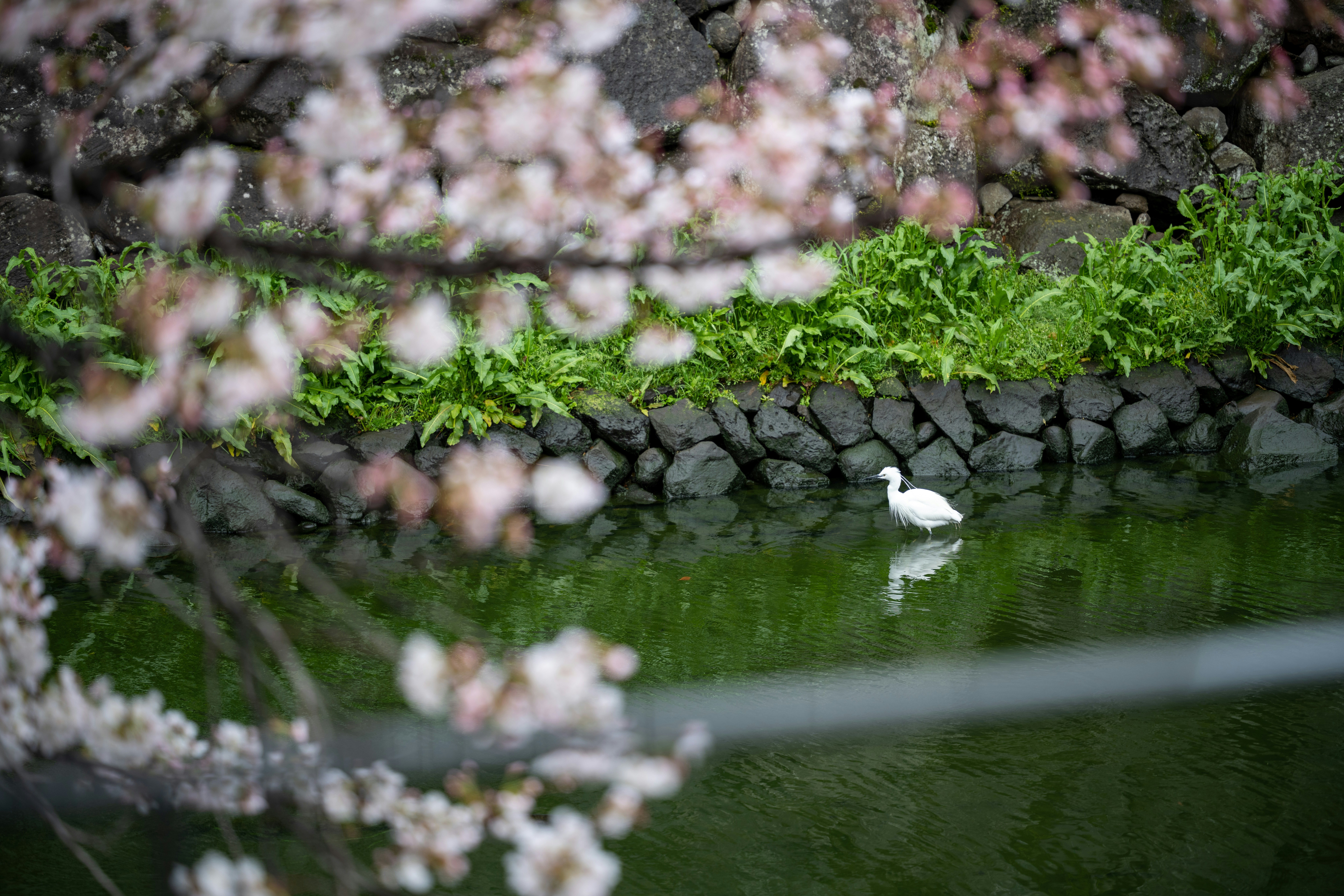 a white bird floating on top of a body of water
