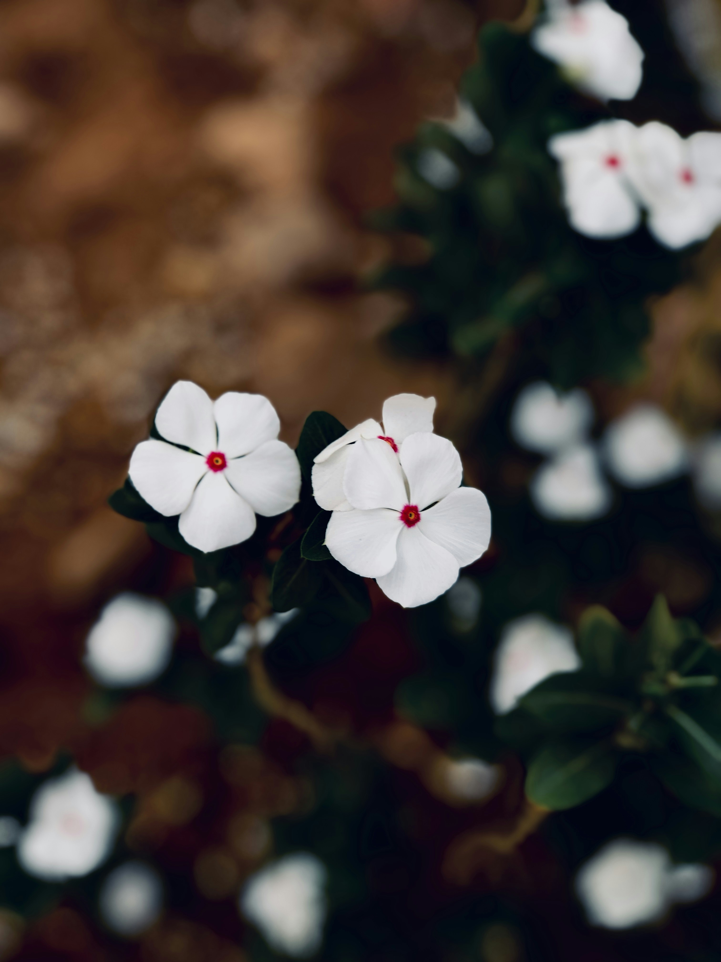 Delicate white flowers with red centers bloom against a blurred background of greenery. The image captures the essence of nature's simplicity.