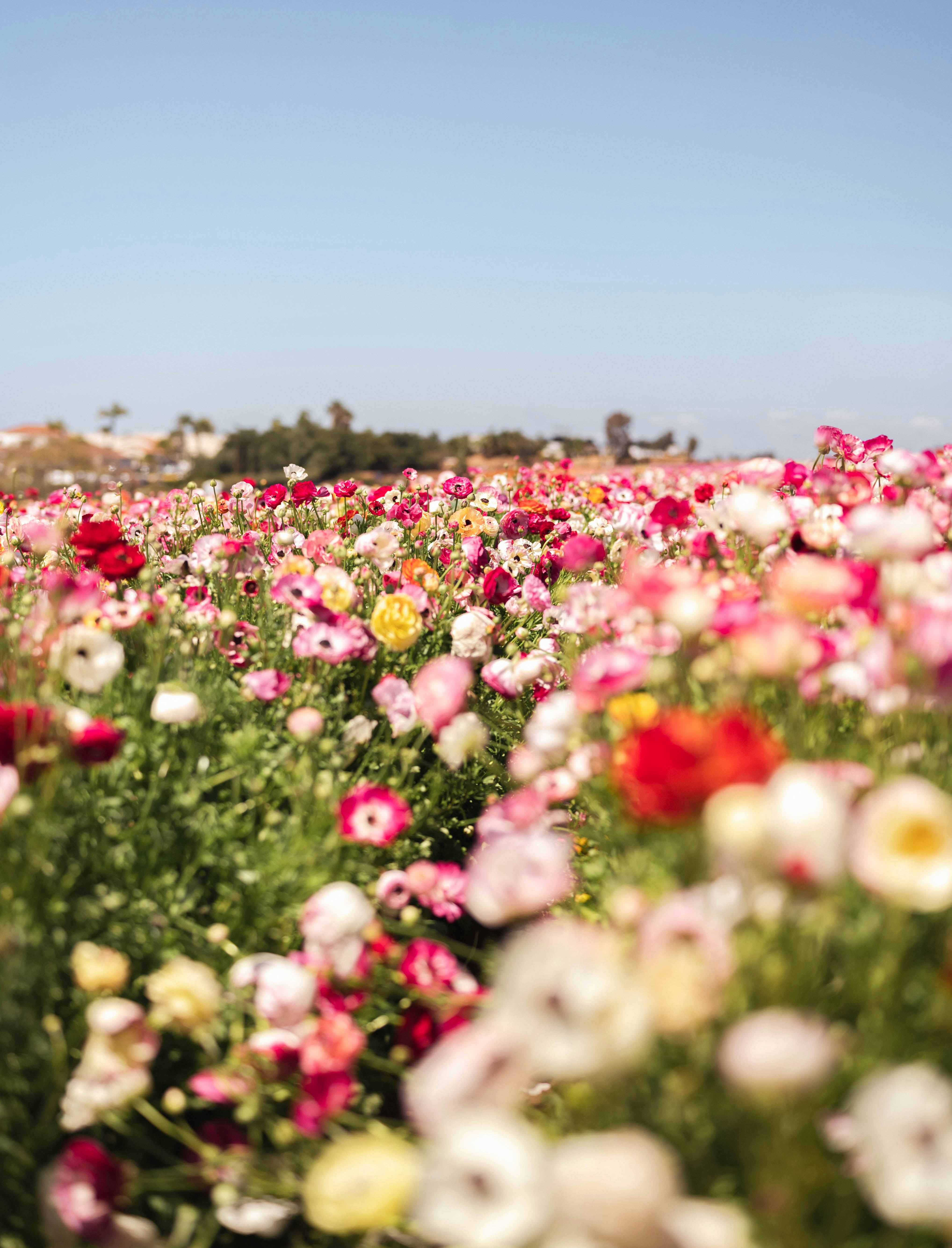 Flower Fields Carlsbad, California