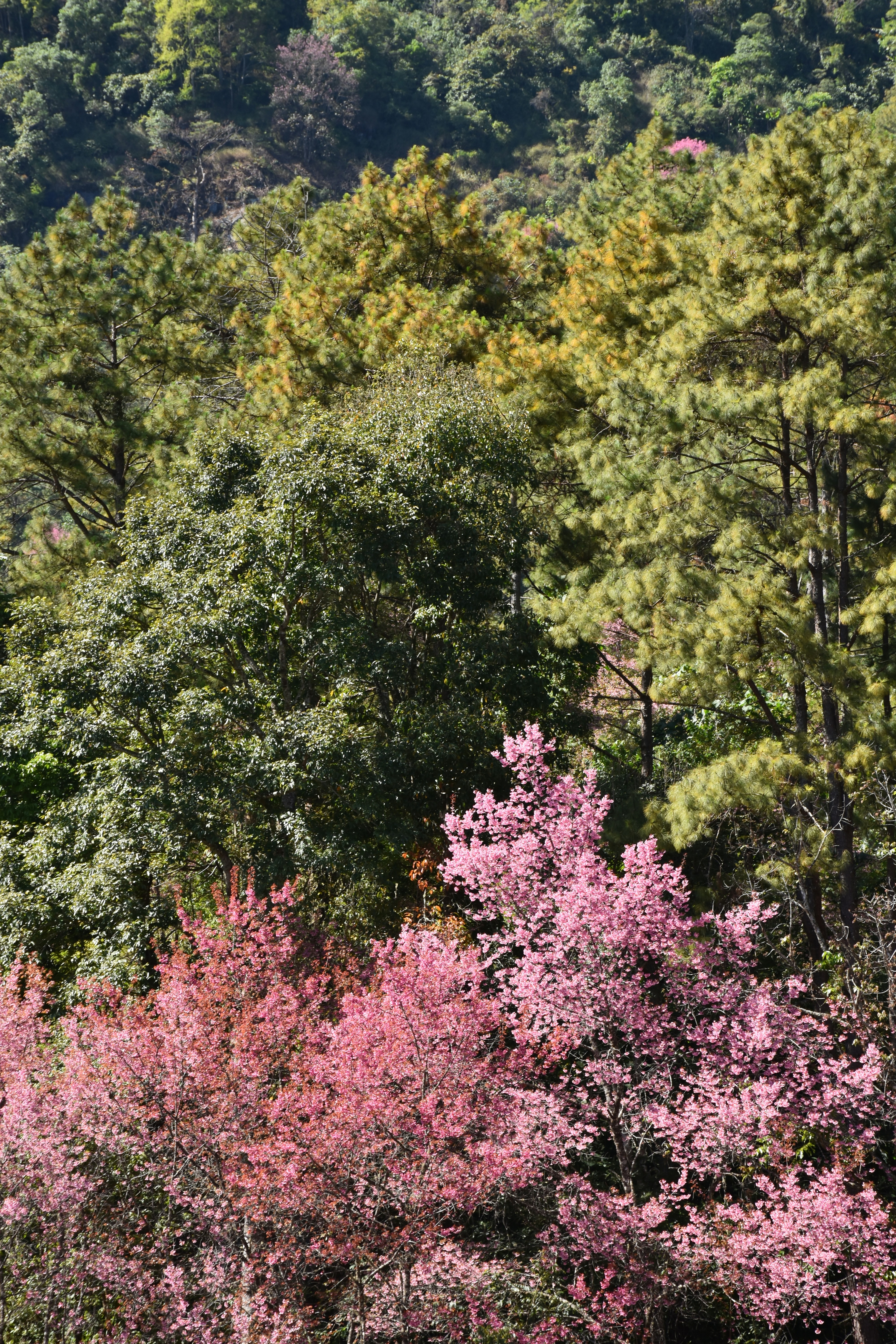 Pink Blossom Ridge Amid a Quiet Pinescape