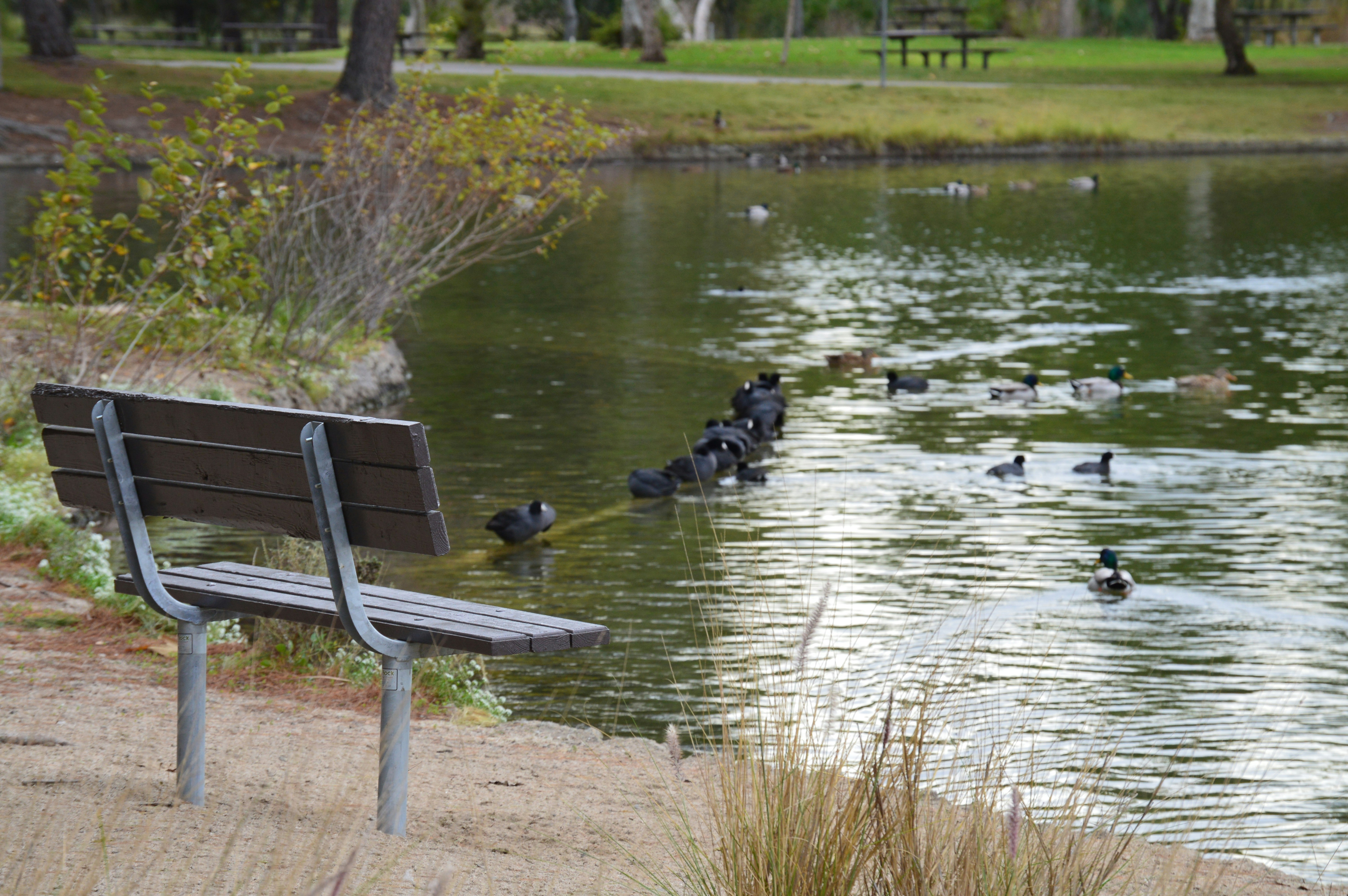 A park bench sitting next to a lake filled with ducks photo – Free ...