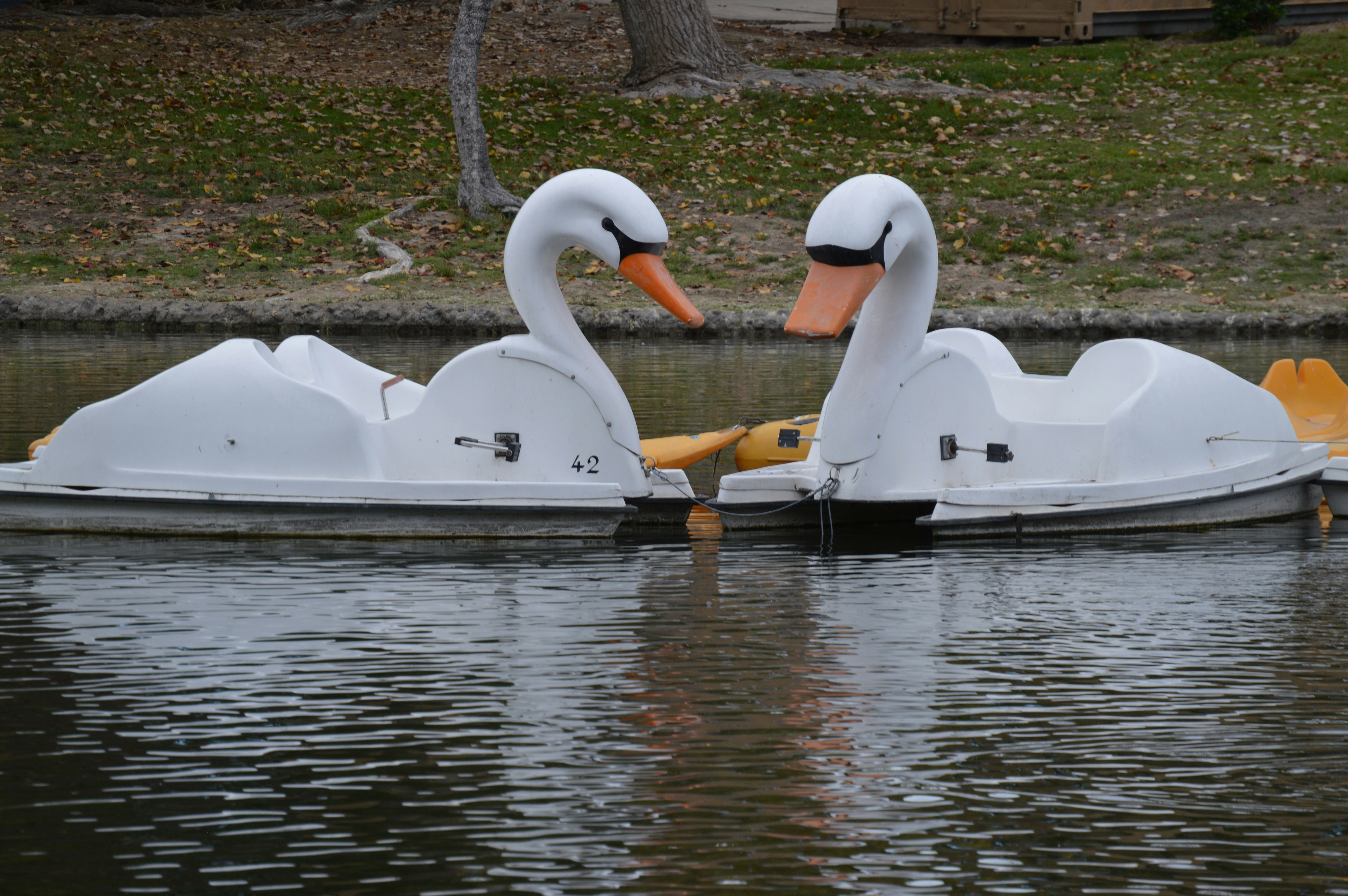 Quiet Convergence: Twin Swan Pedal Boats on a Calm Lake