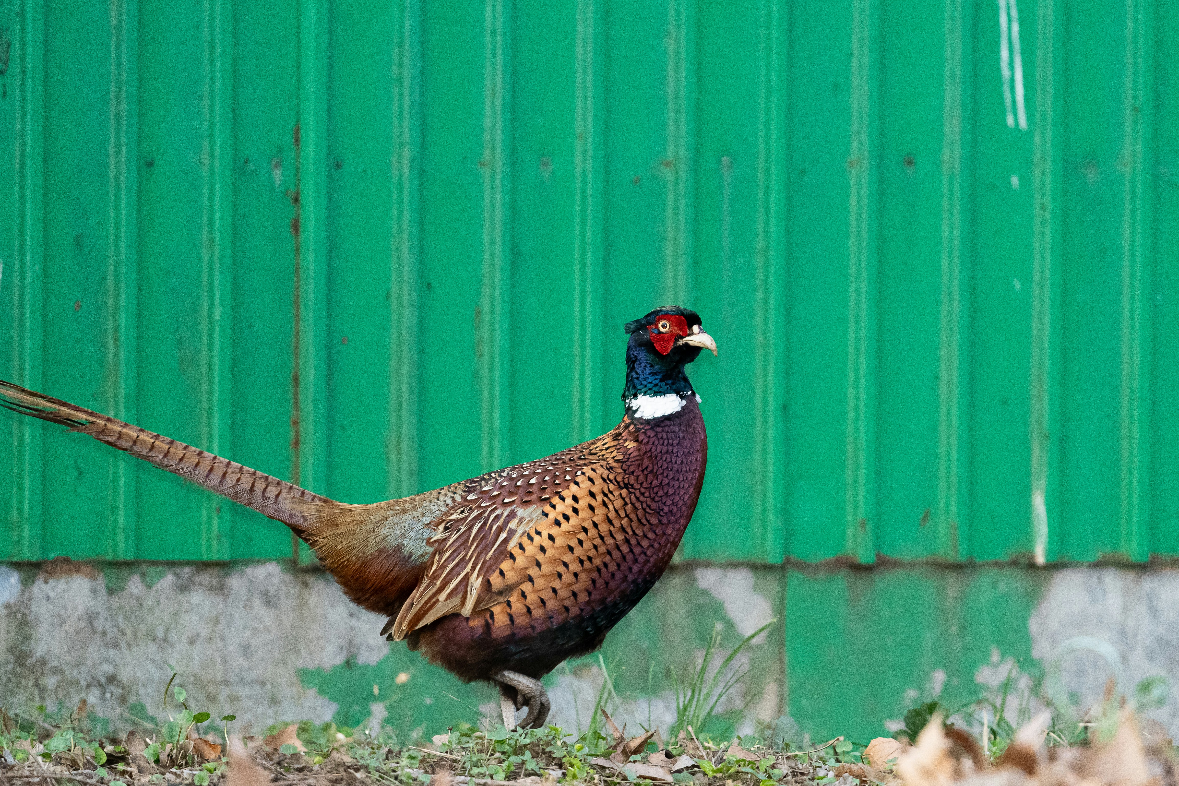 Emerald Wall, Regal Grouse: A String of Colors Against a Green Backdrop