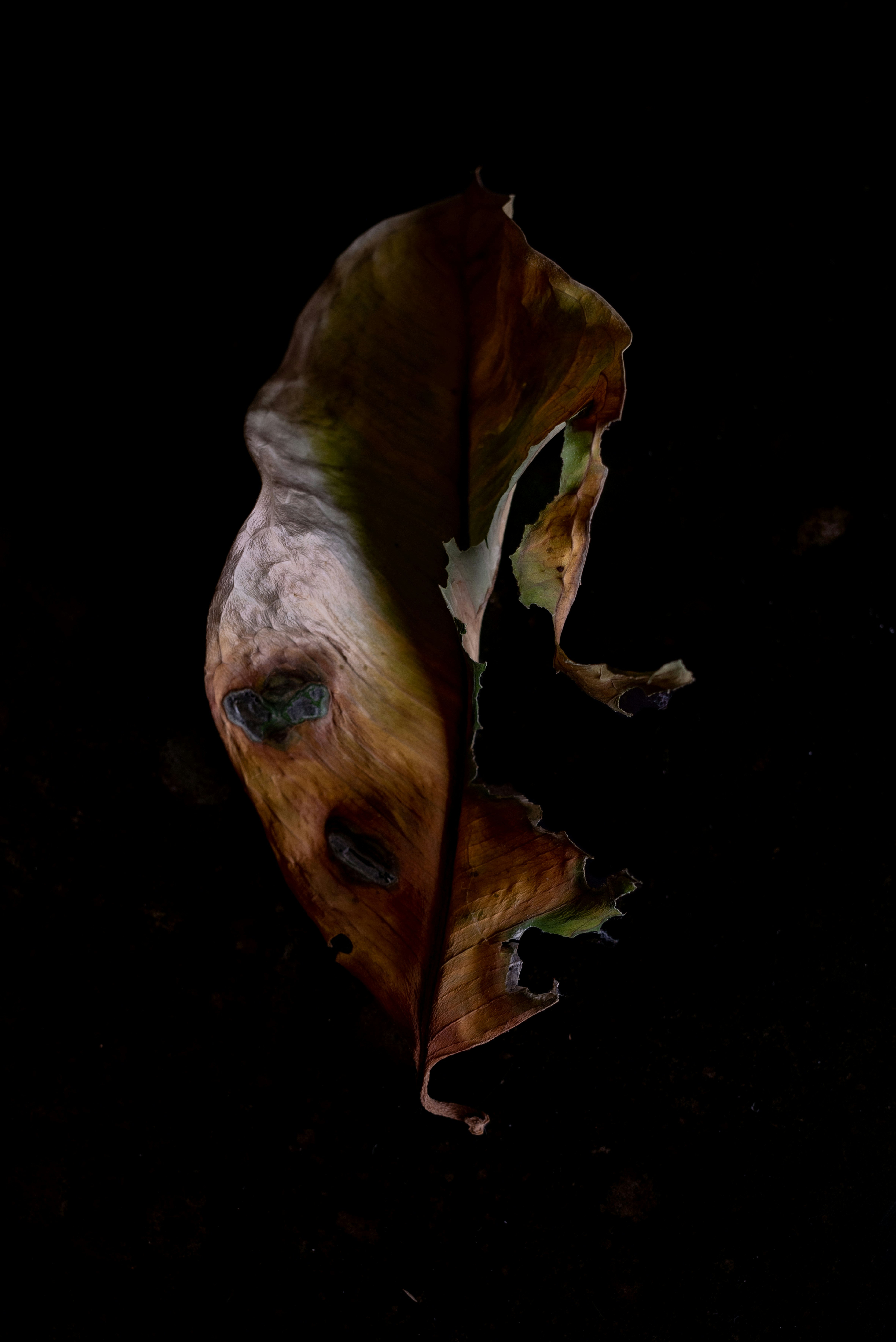 A dead leaf is shown in the dark photo – Free Leaves Image on Unsplash