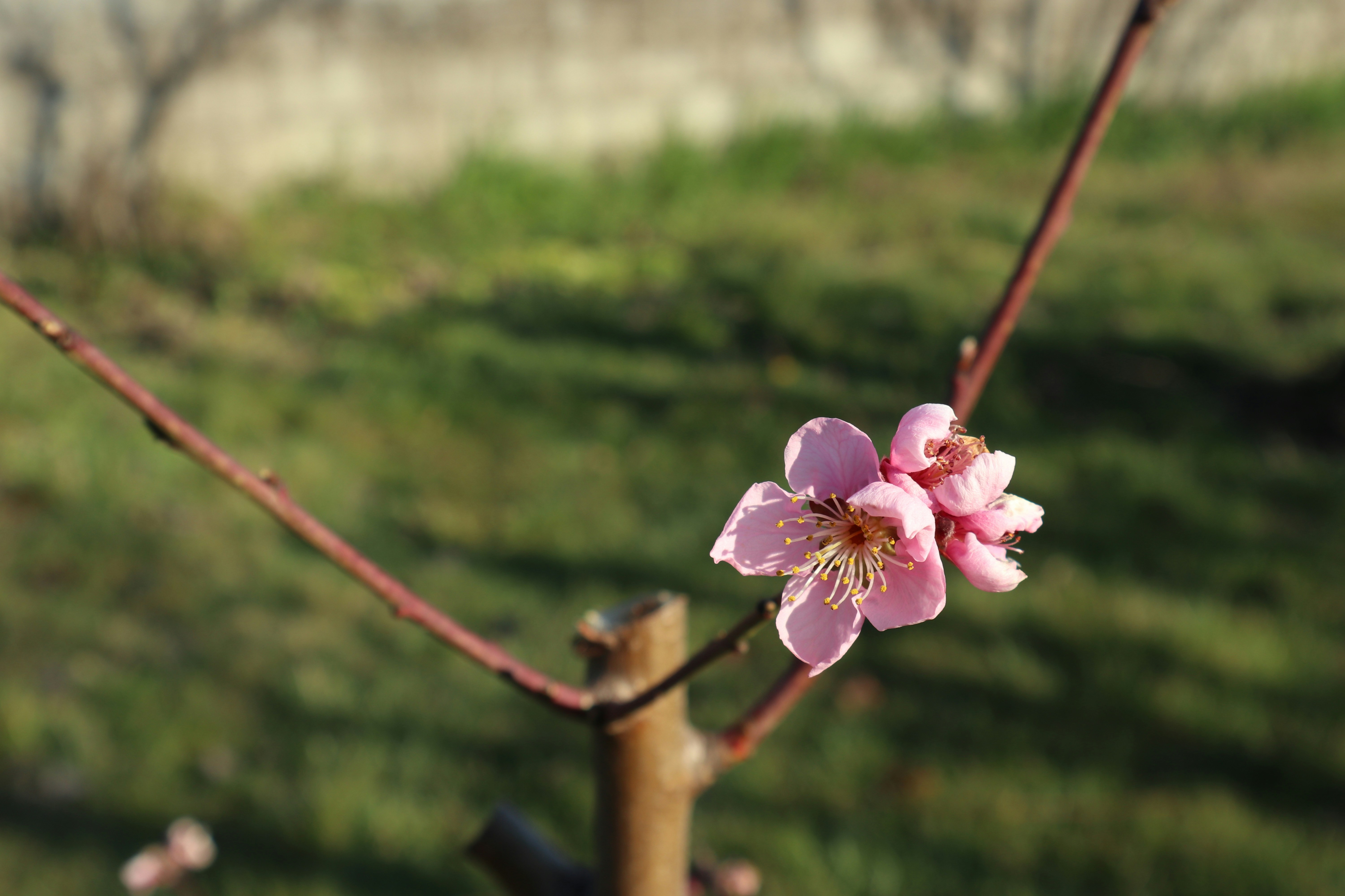 Petal on a Quiet Branch: Spring Bloom in Gentle Blur