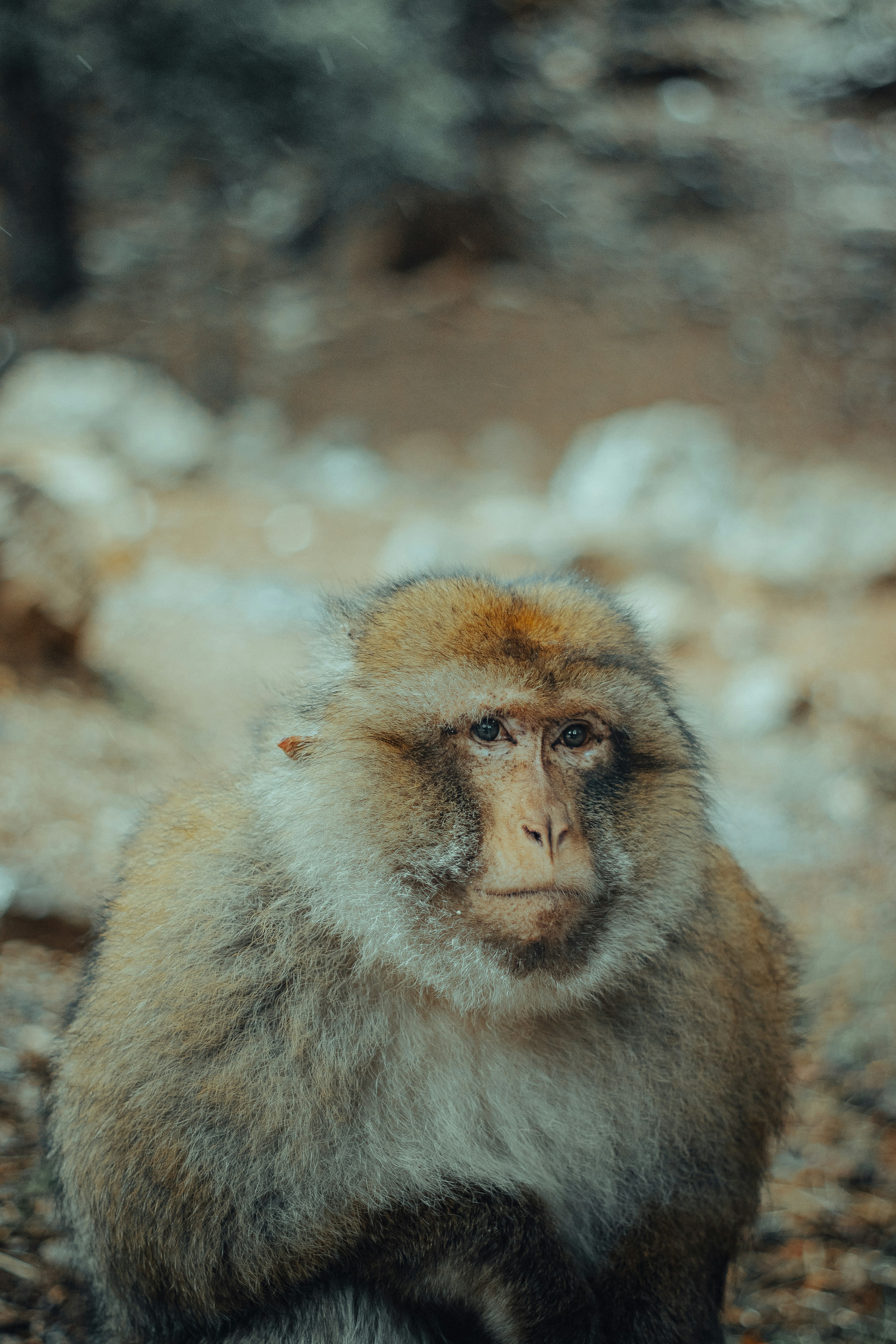 a brown monkey sitting on top of a leaf covered ground