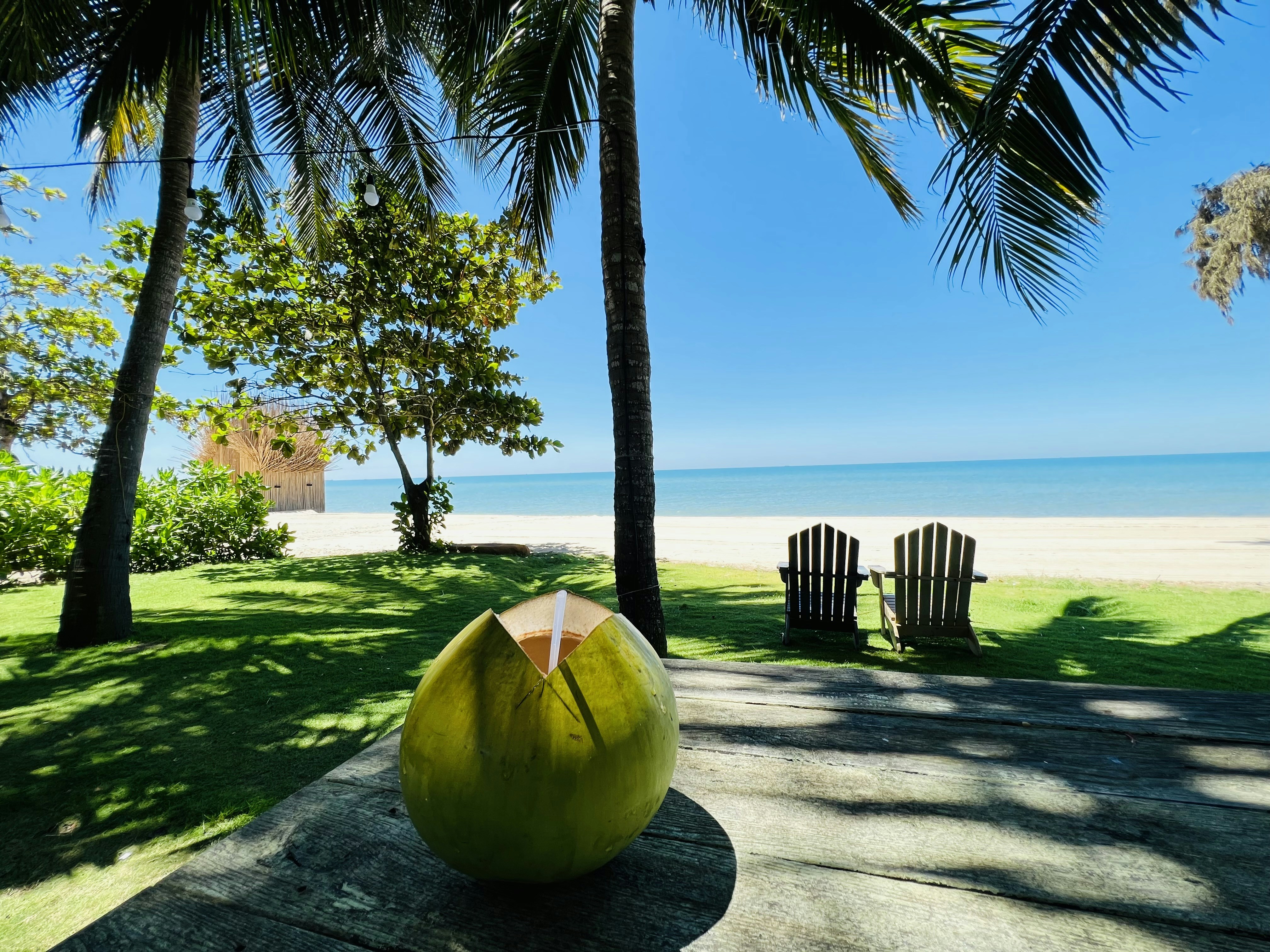 Coconut in the Sun: Palm-Sheltered Beachfront Calm with Two Chairs