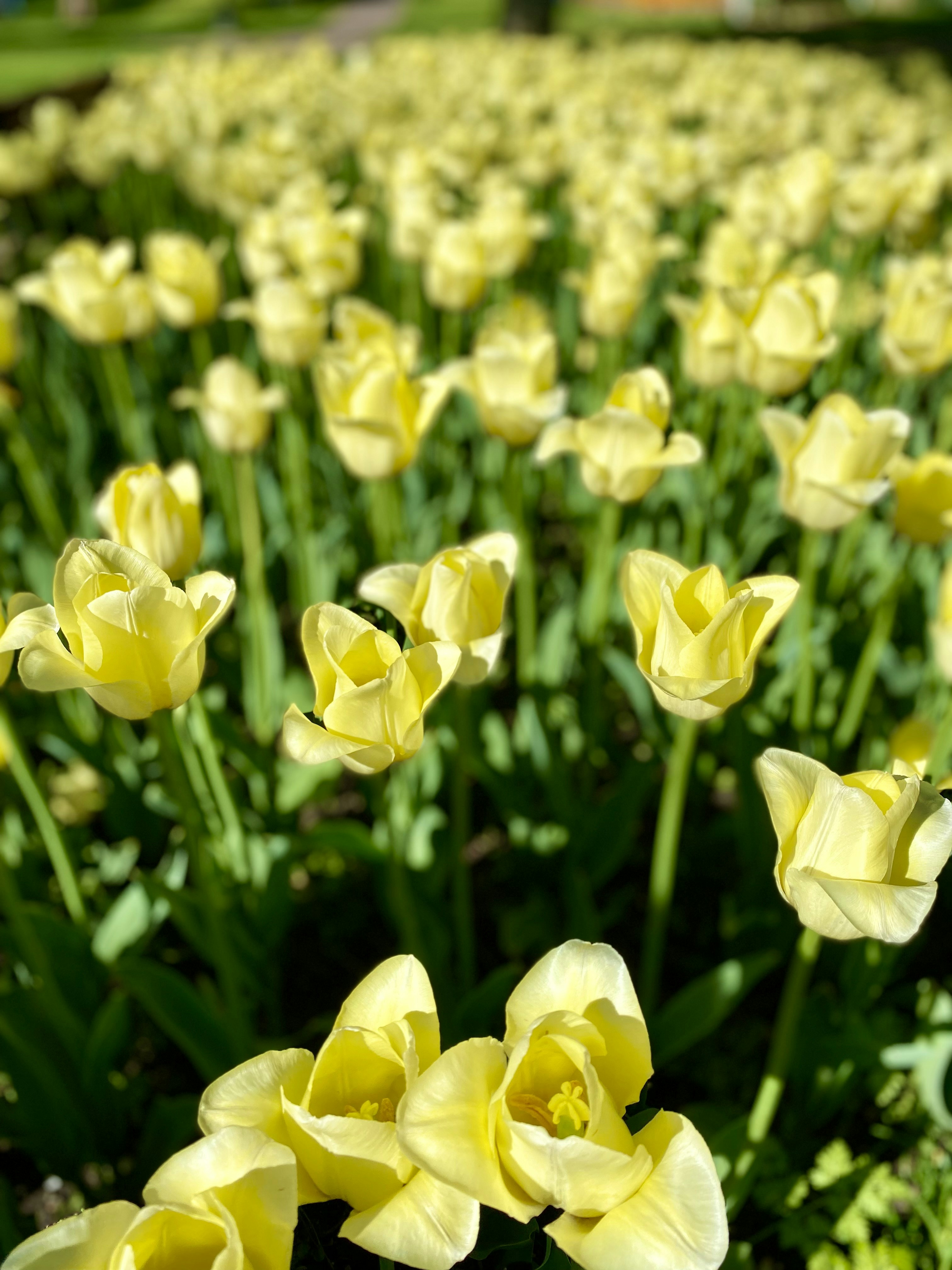 Sunlit Symphony of Yellow Tulips