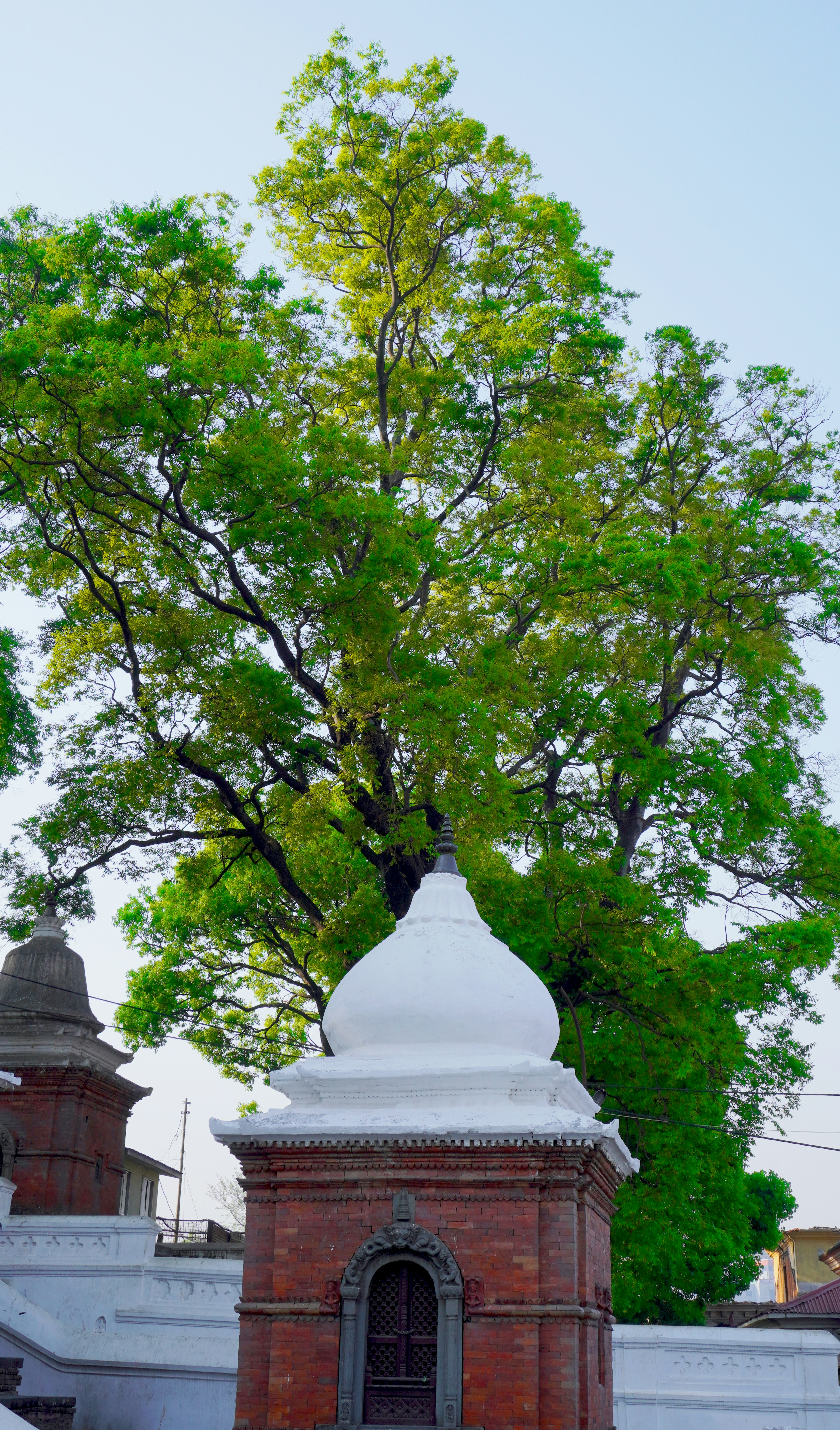 Un dôme blanc au sommet d’un bâtiment à côté d’un arbre photo – Photo ...