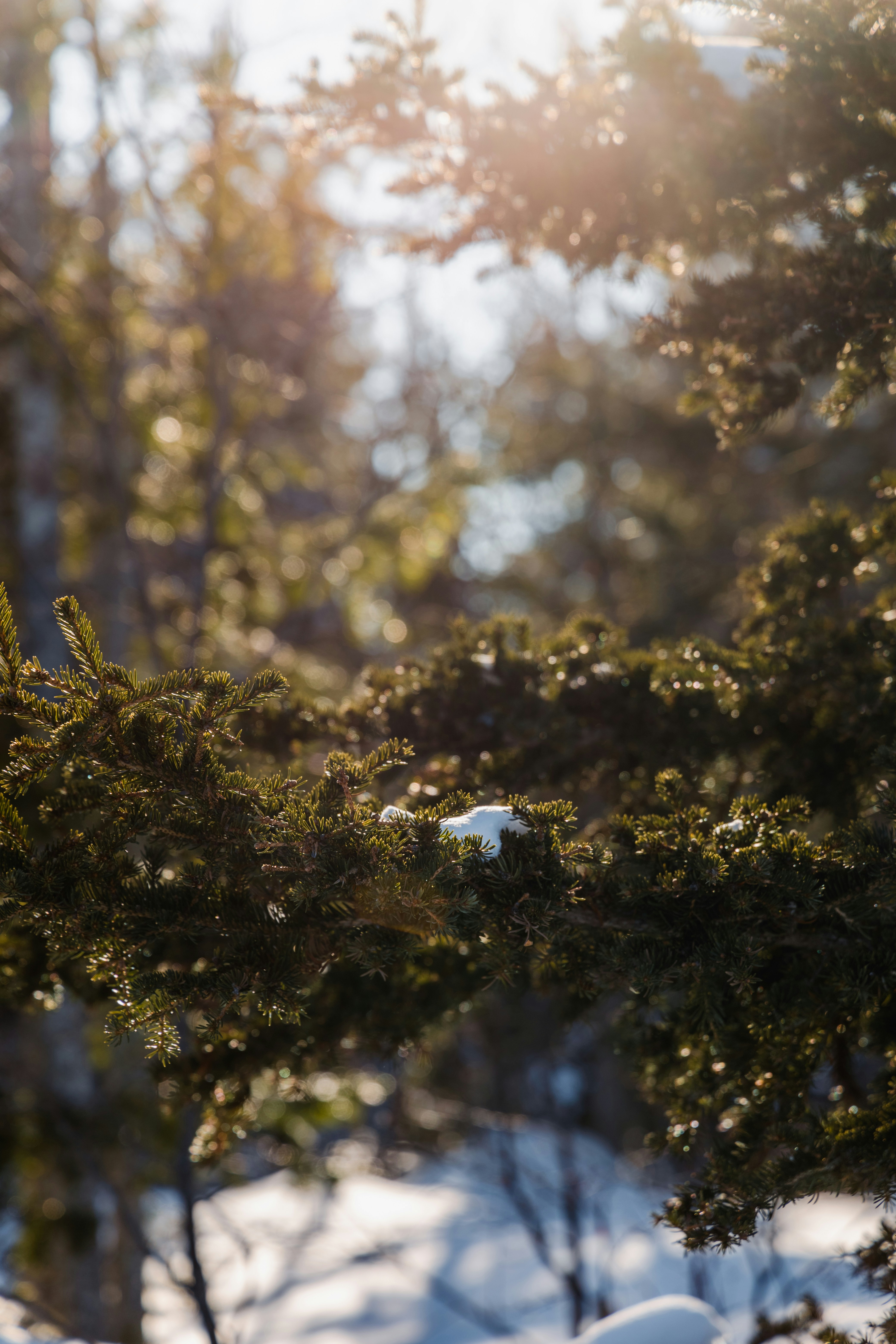 Sunlit evergreen Fronds in Winter Silence