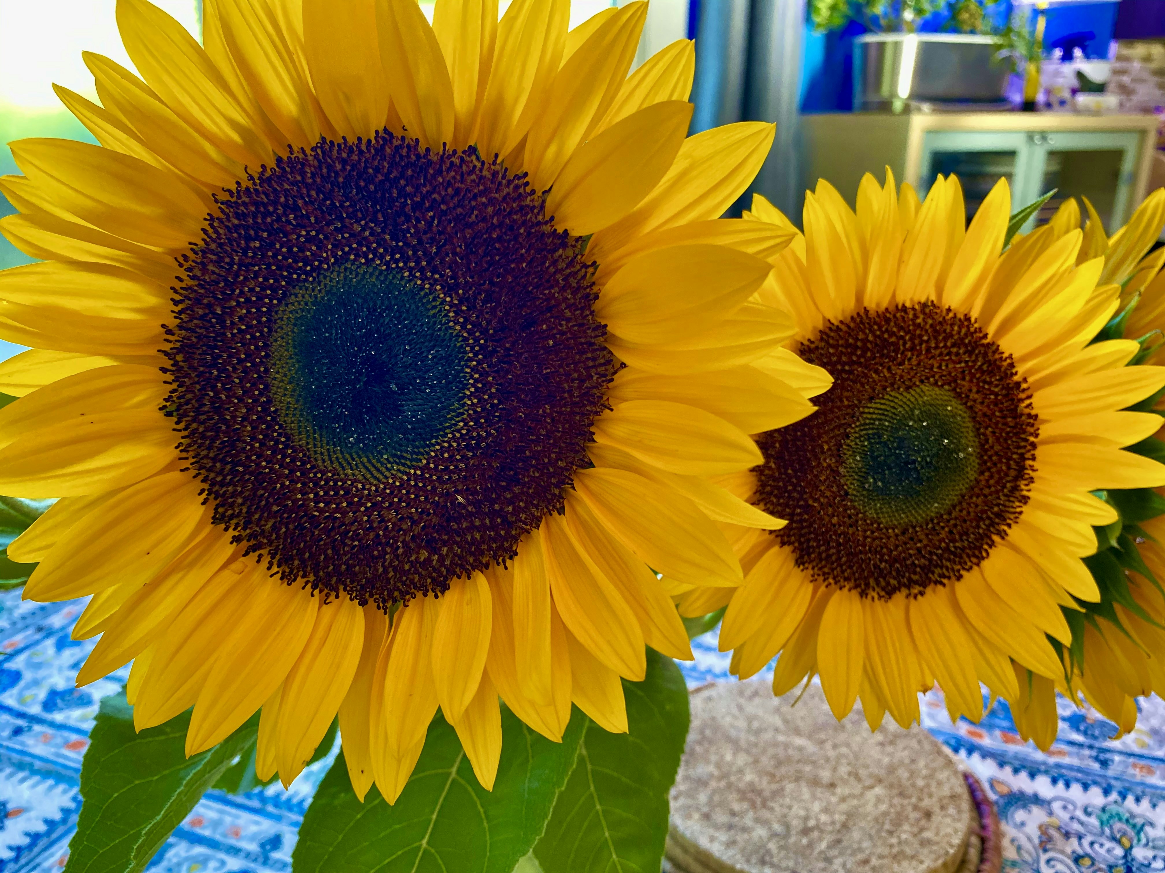 Two large sunflowers in a vase on a table photo – Free Sunflowers Image ...