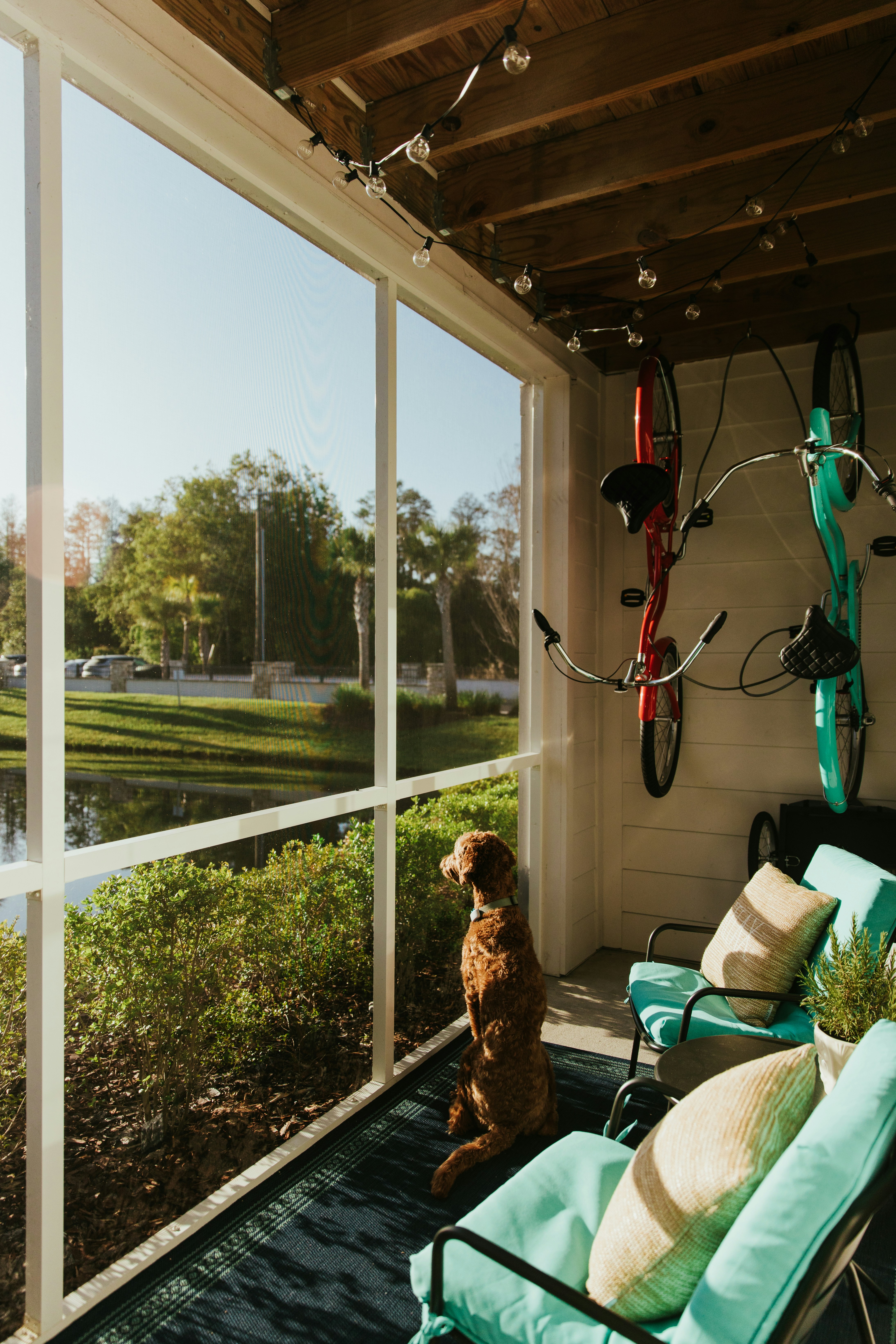 a dog smelling the morning air