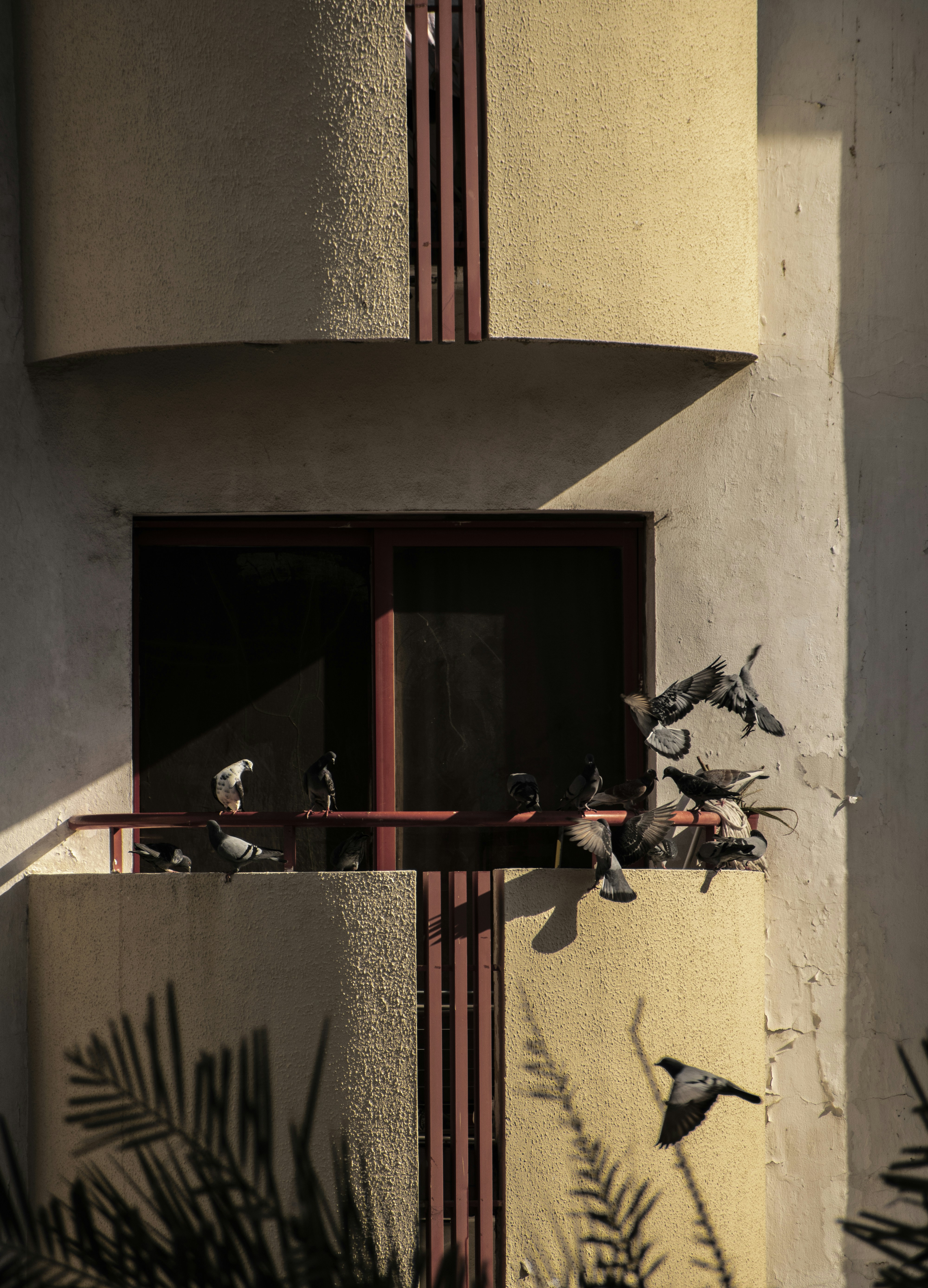 Pigeons in Focus Along a Sunlit Balcony on a Quiet Facade