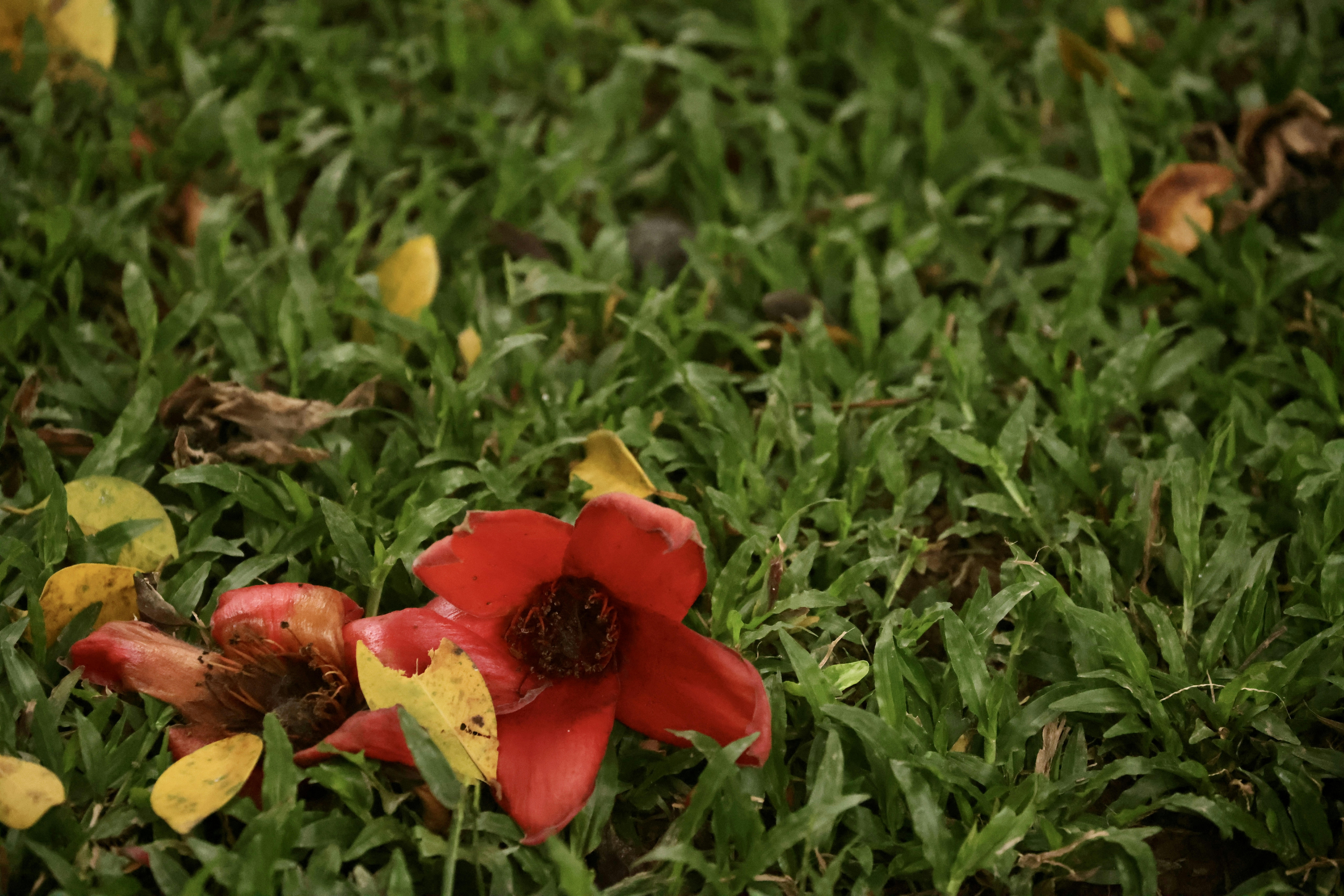 Crimson Bloom on a Velvet Grass Carpet